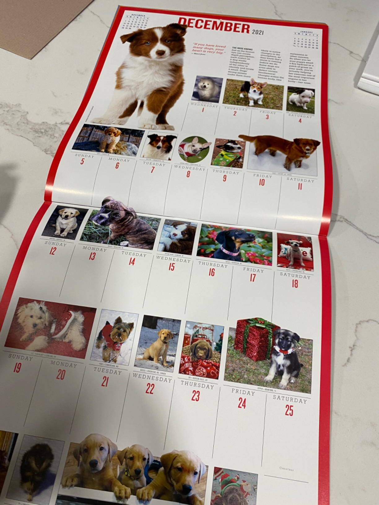 365 Puppies-A-Year Picture-A-Day Wall Calendar 2021: Workman Calendars ...