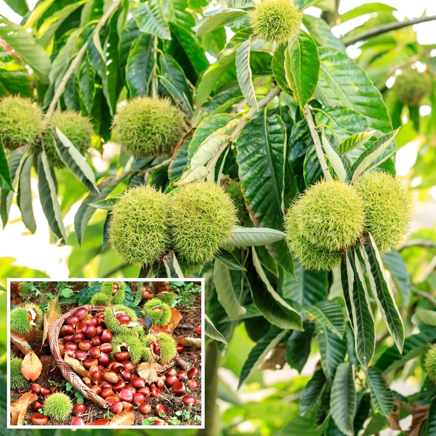 Amazon.com : 2 Chestnut Trees Bare Roots, Dormant, Hardy Chestnut Trees ...