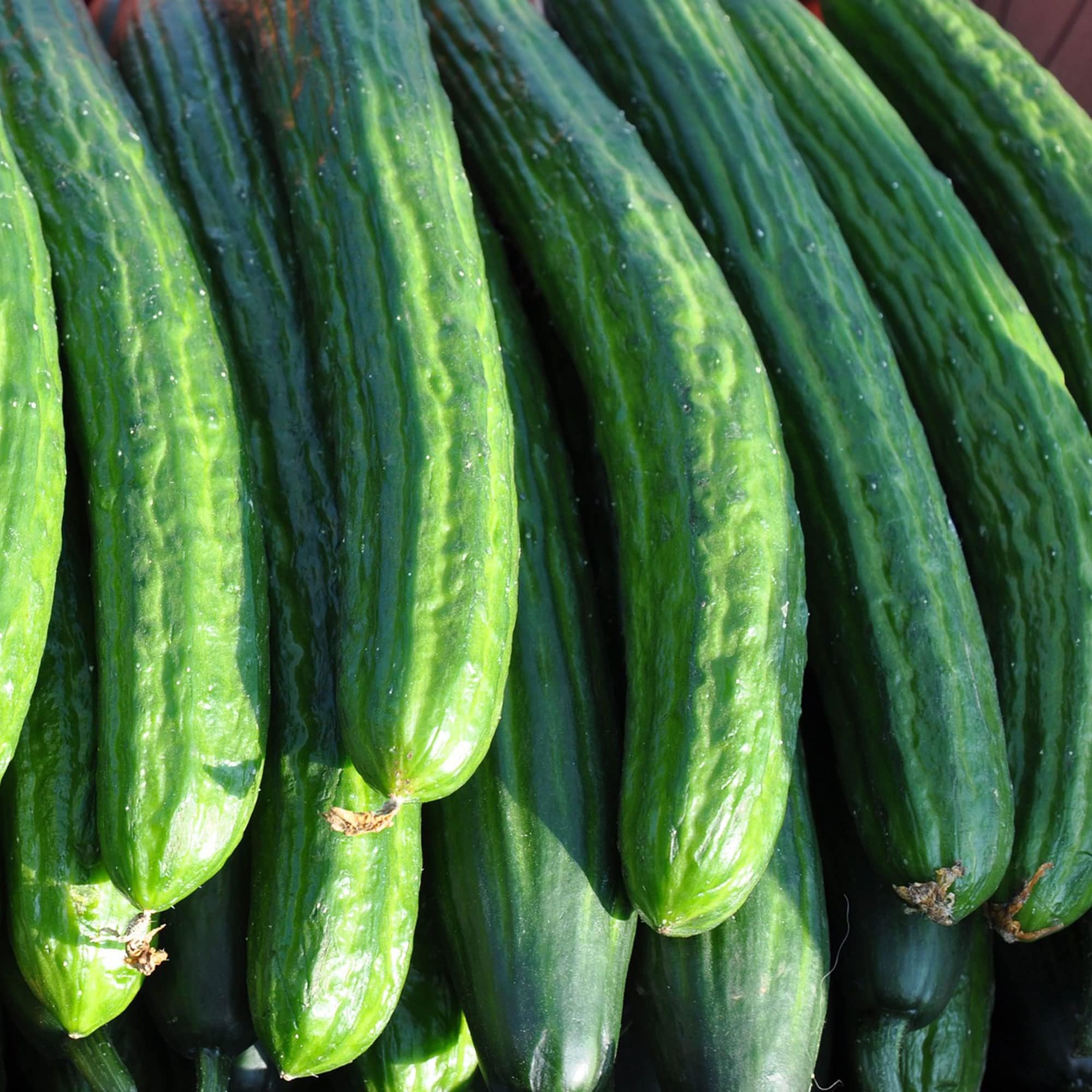 Amazon.com : Early Spring Burpless Hybrid Cucumber Seeds (40 Seed Pack ...