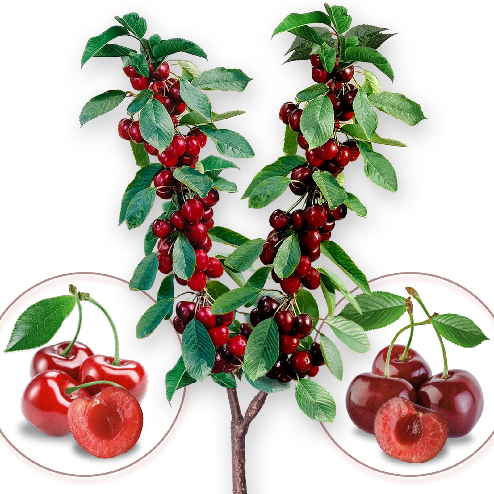 árbol Frutal De Cerezo Ciruelo De Jardin, Cerezo Rojo Arbol Frutal