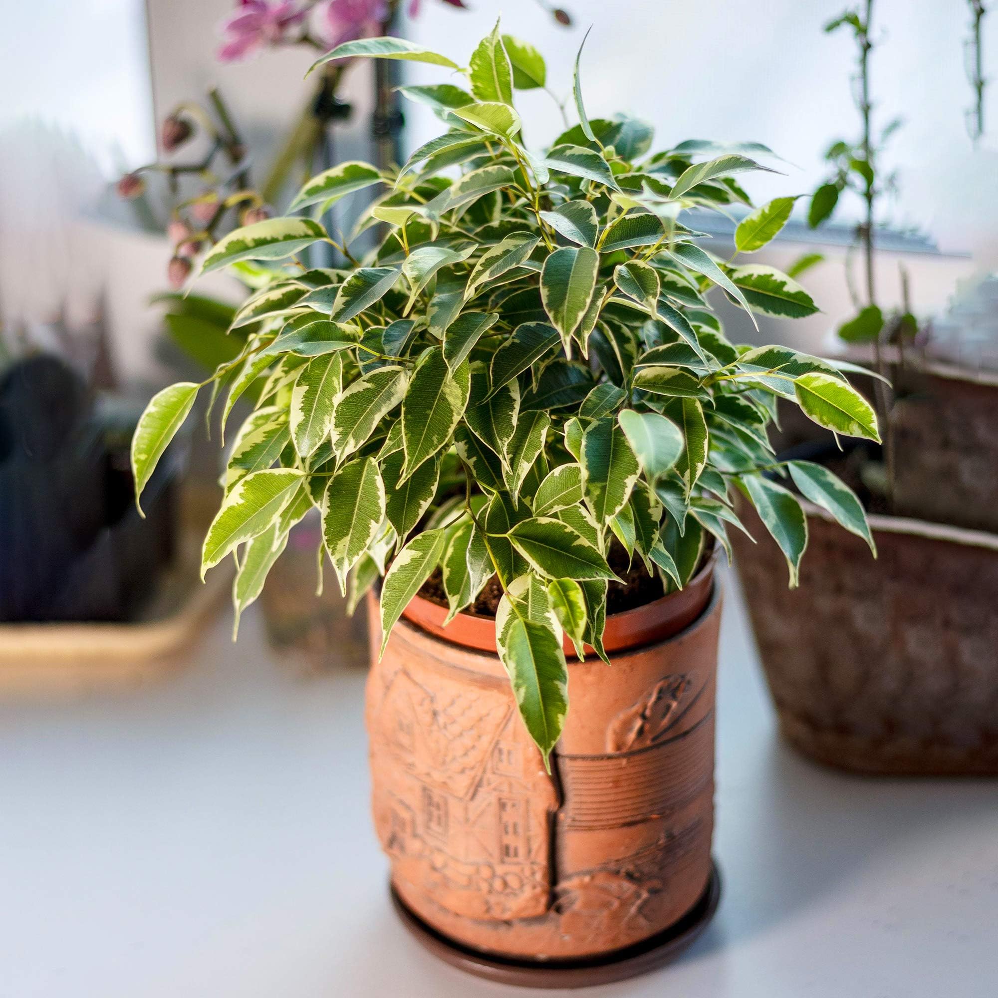 Indoor Plant -House or Office Plant -Ficus benjamina Variegata ...