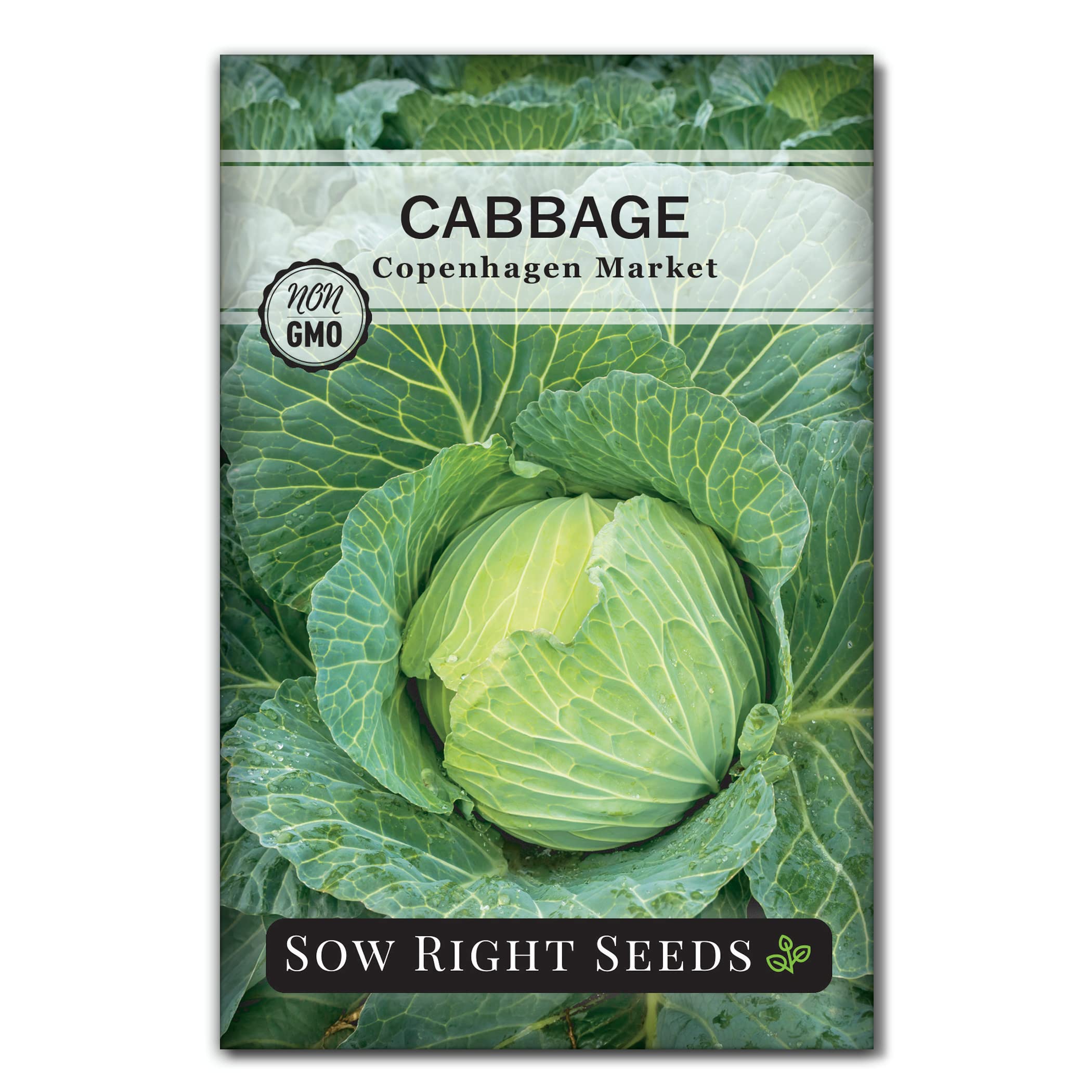 Amazon.com : Sow Right Seeds - Copenhagen Market Cabbage Seed for ...