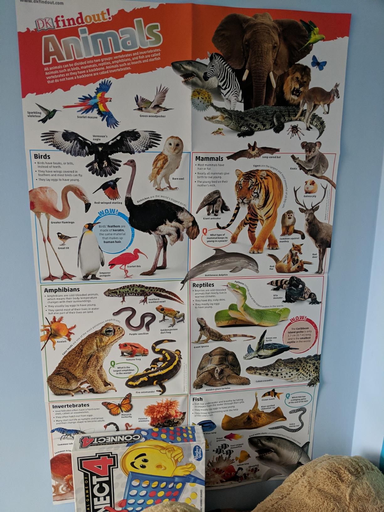 DKfindout! Animals Poster : DK: Amazon.co.uk: Books