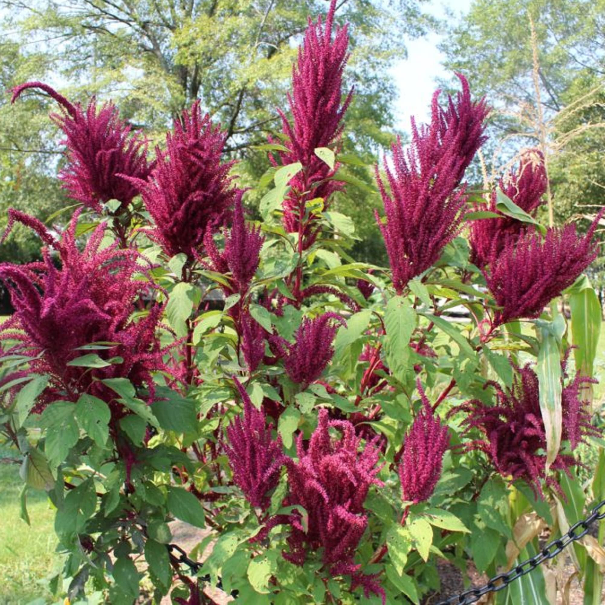 Amazon.com : CHUXAY GARDEN Purple Grain Amaranth,Amaranthus Cruentus ...
