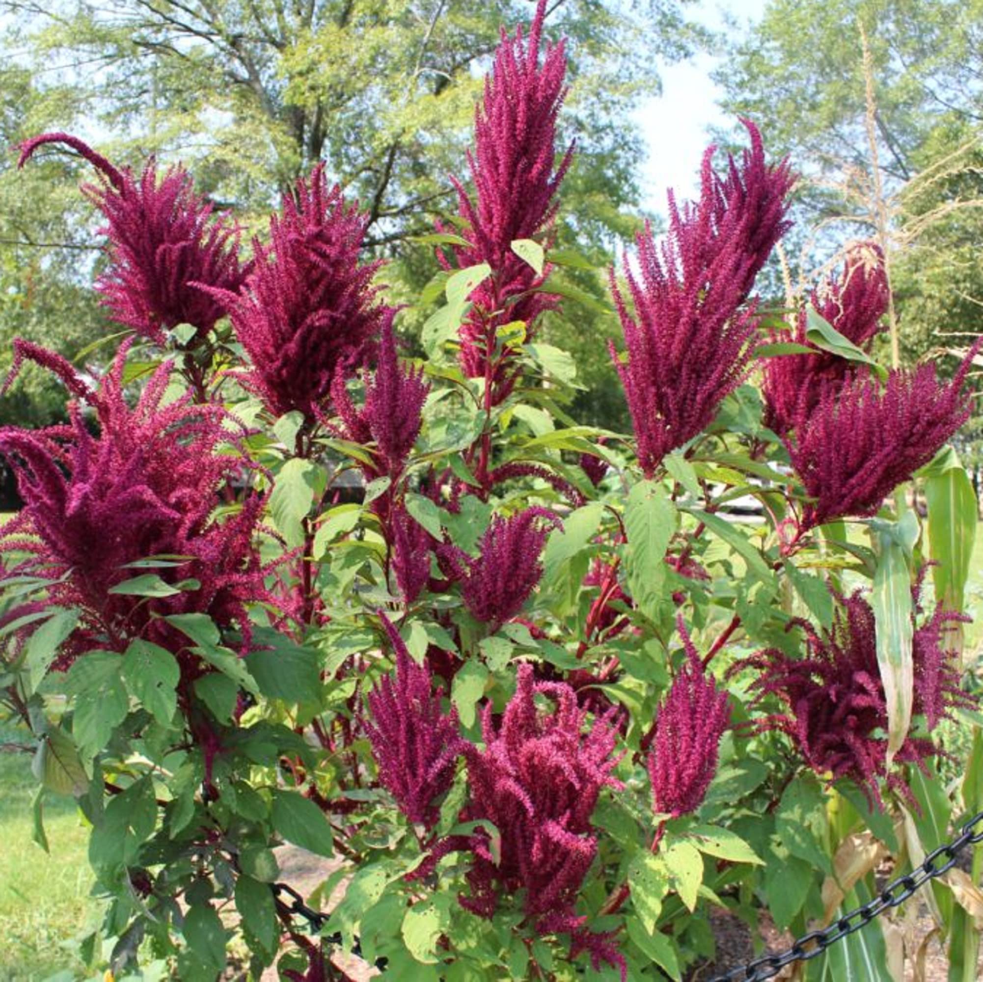 Amaranth Plant