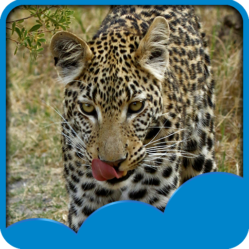 Leopard Live Wallpapers - App on Amazon Appstore