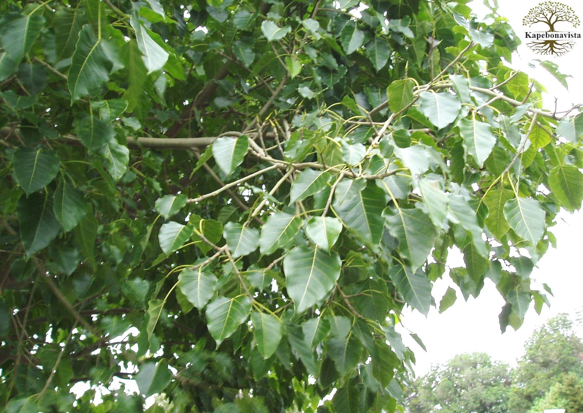 Kapebonavista® Peepal, holy fig tree, peepul, sacred fig tree ahot ...