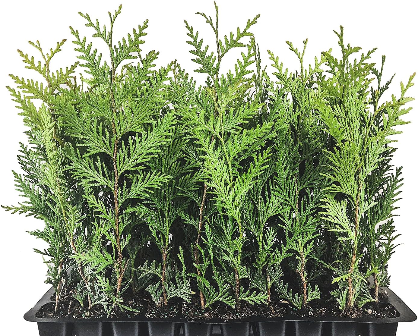 Amazon.com : Thuja Arborvitae Green Giant Qty 40 Live Trees Evergreen ...
