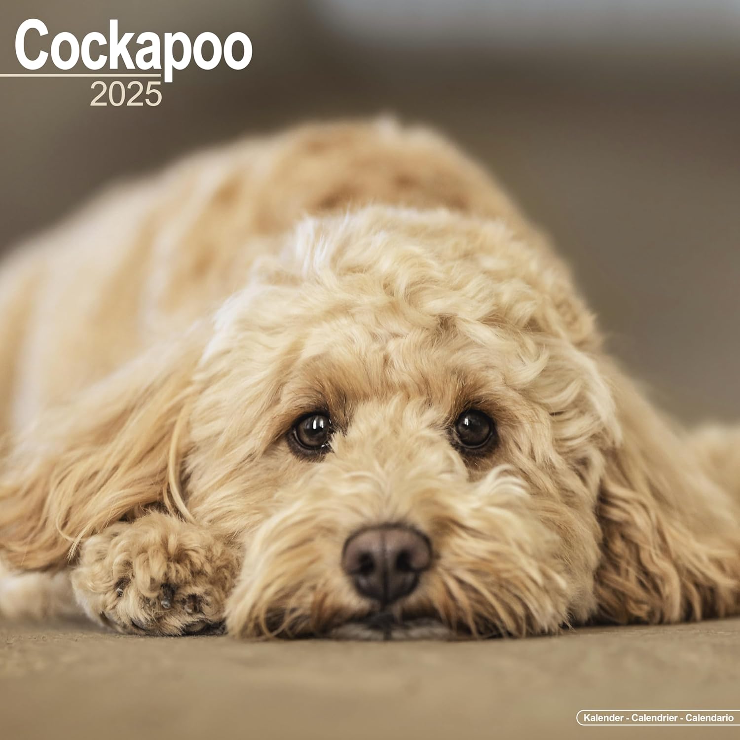 Cockapoo 2025 Square Wall Calendar | Dog Breed Calendar : Avonside ...