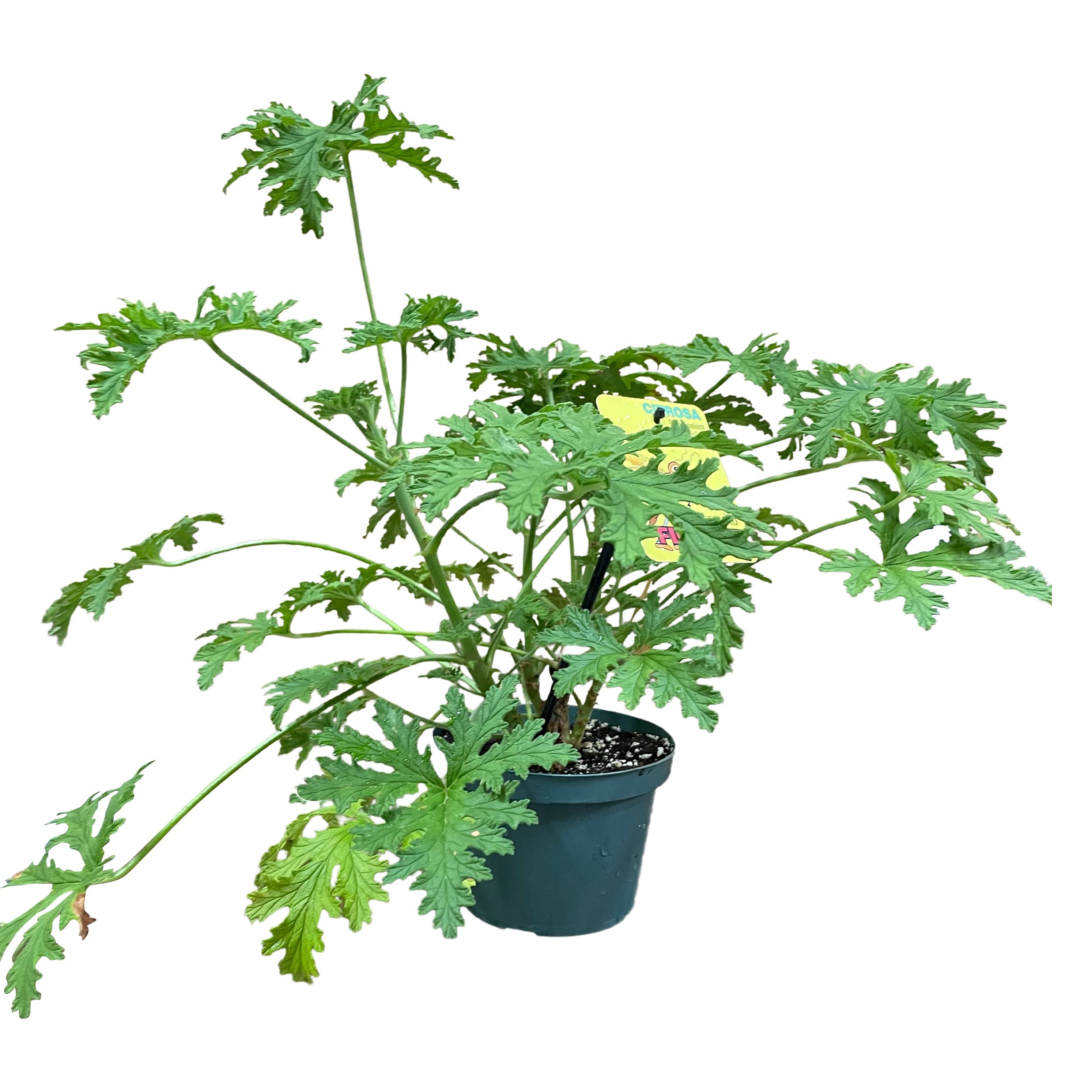 5 Best Scented Geranium Plants | Don’t Just Rub the Leaves