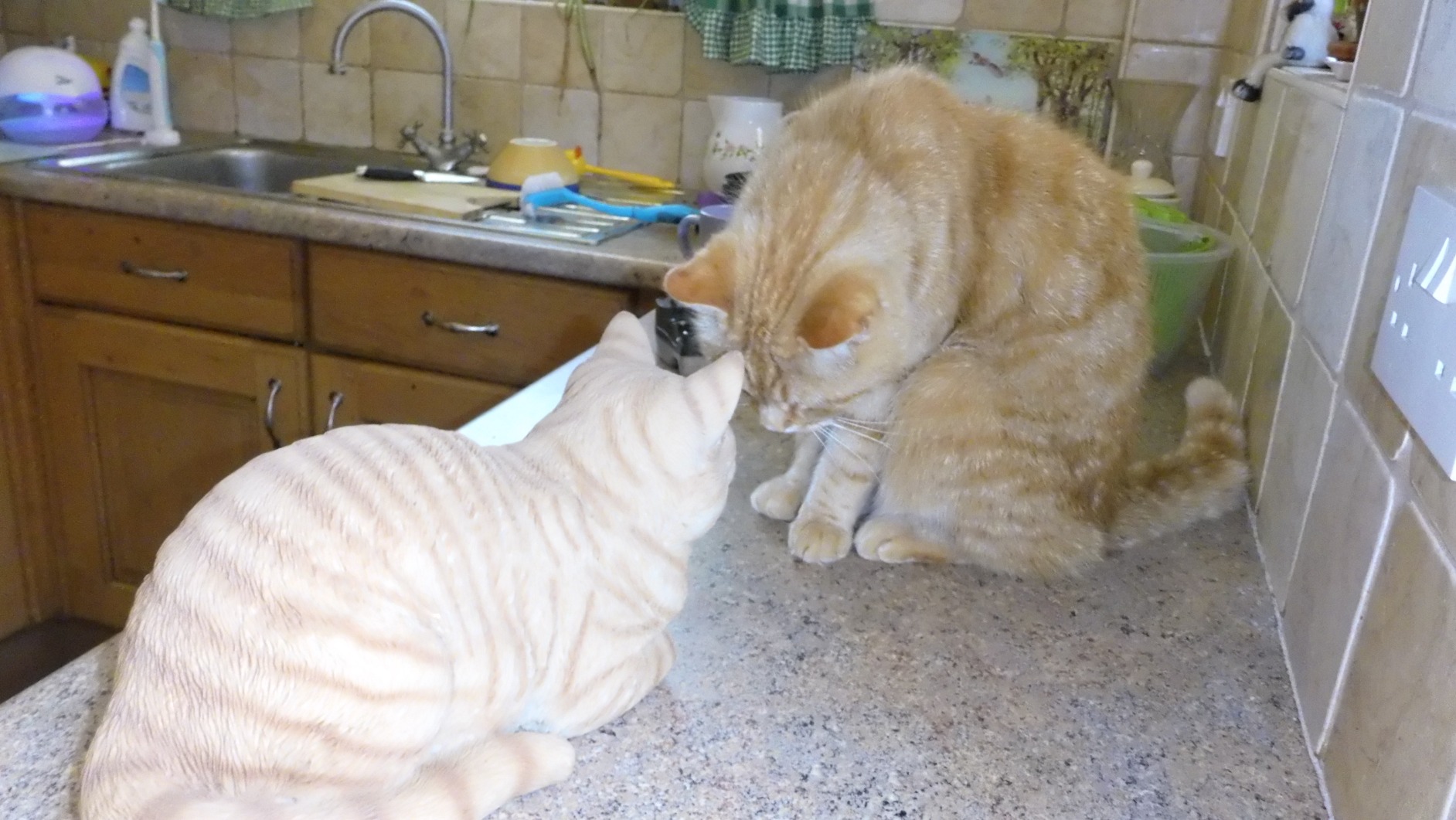 Vivid Arts Ginger Dreaming Cat Resin Ornament : Amazon.co.uk: Garden