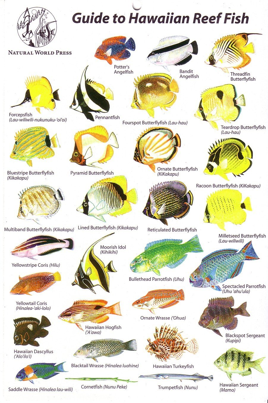 Guide to Hawaiian Reef Fish: Rod MacPherson, Rod MacPherson ...