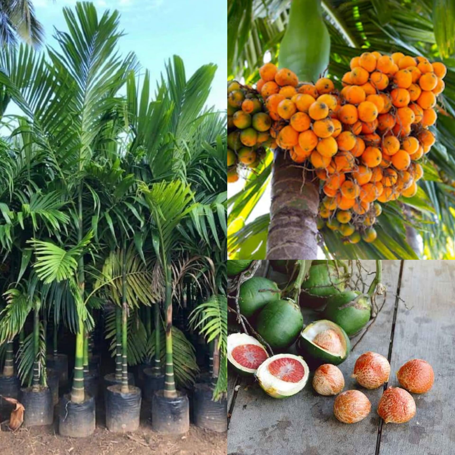 Areca Nut Plant
