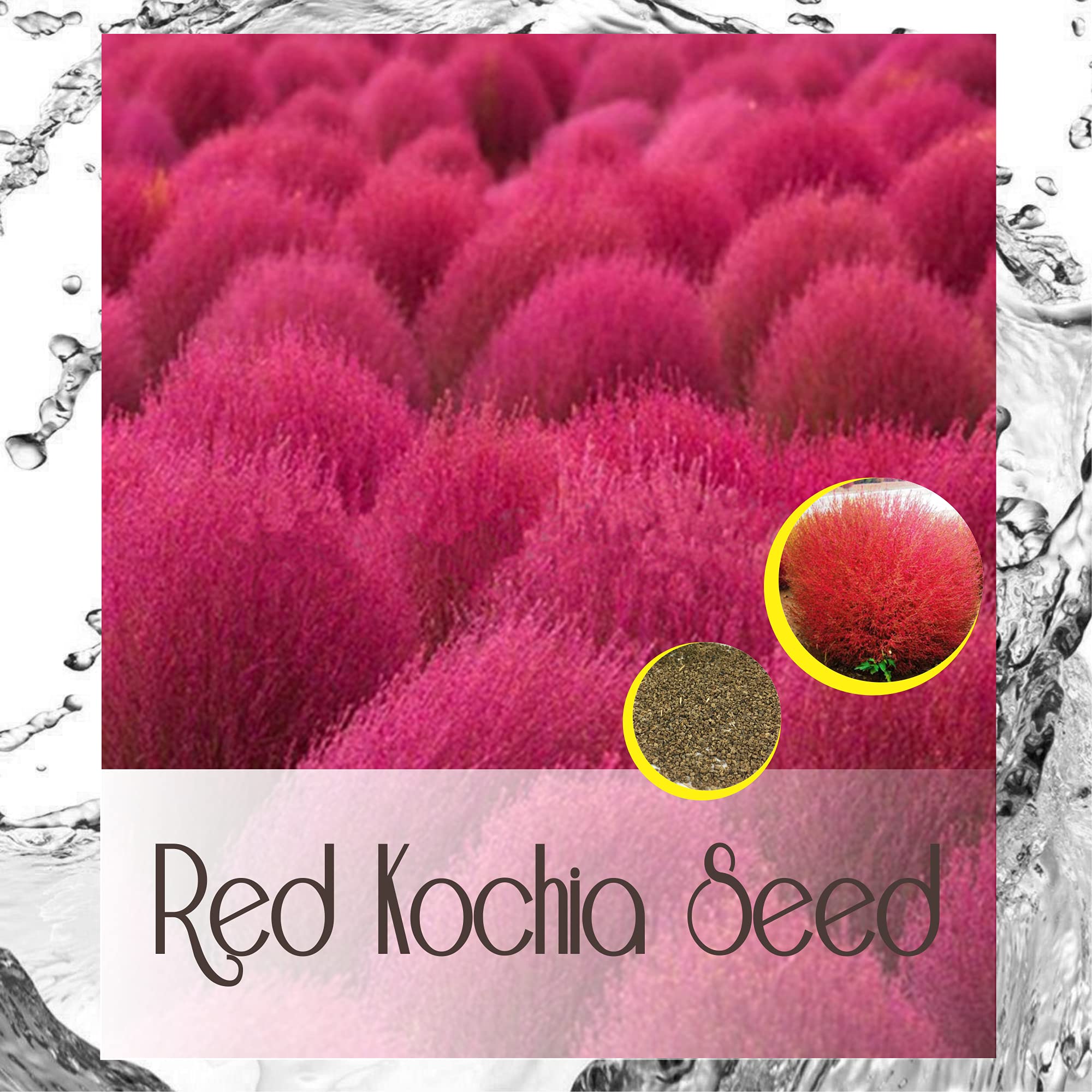 Buy Kochia - Red Kochia - Red Kochia Scoparia - Bassia scoparia ...