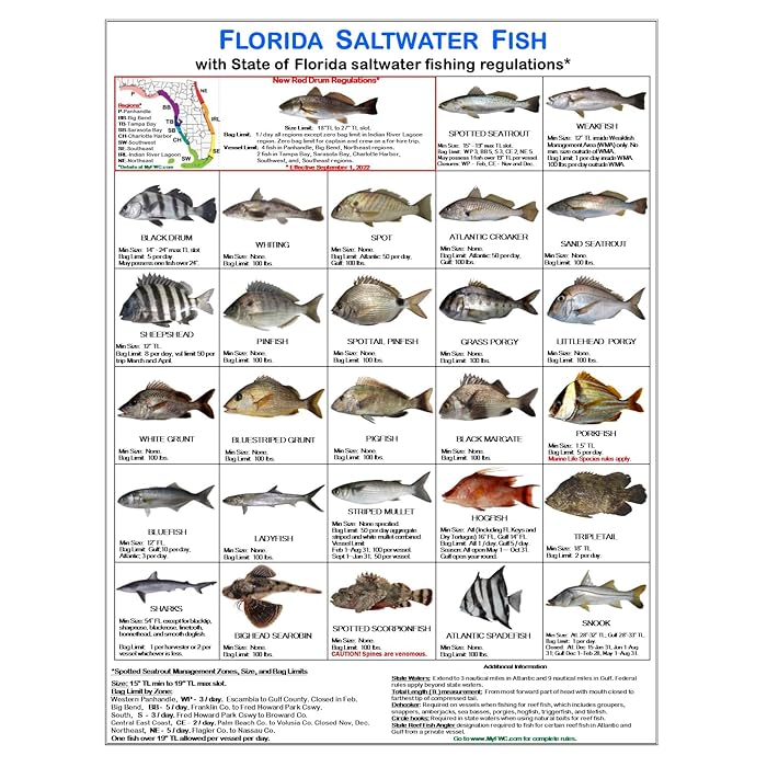 Buy Tackle Box I.D. Florida Saltwater Fish Identification Card Set ...