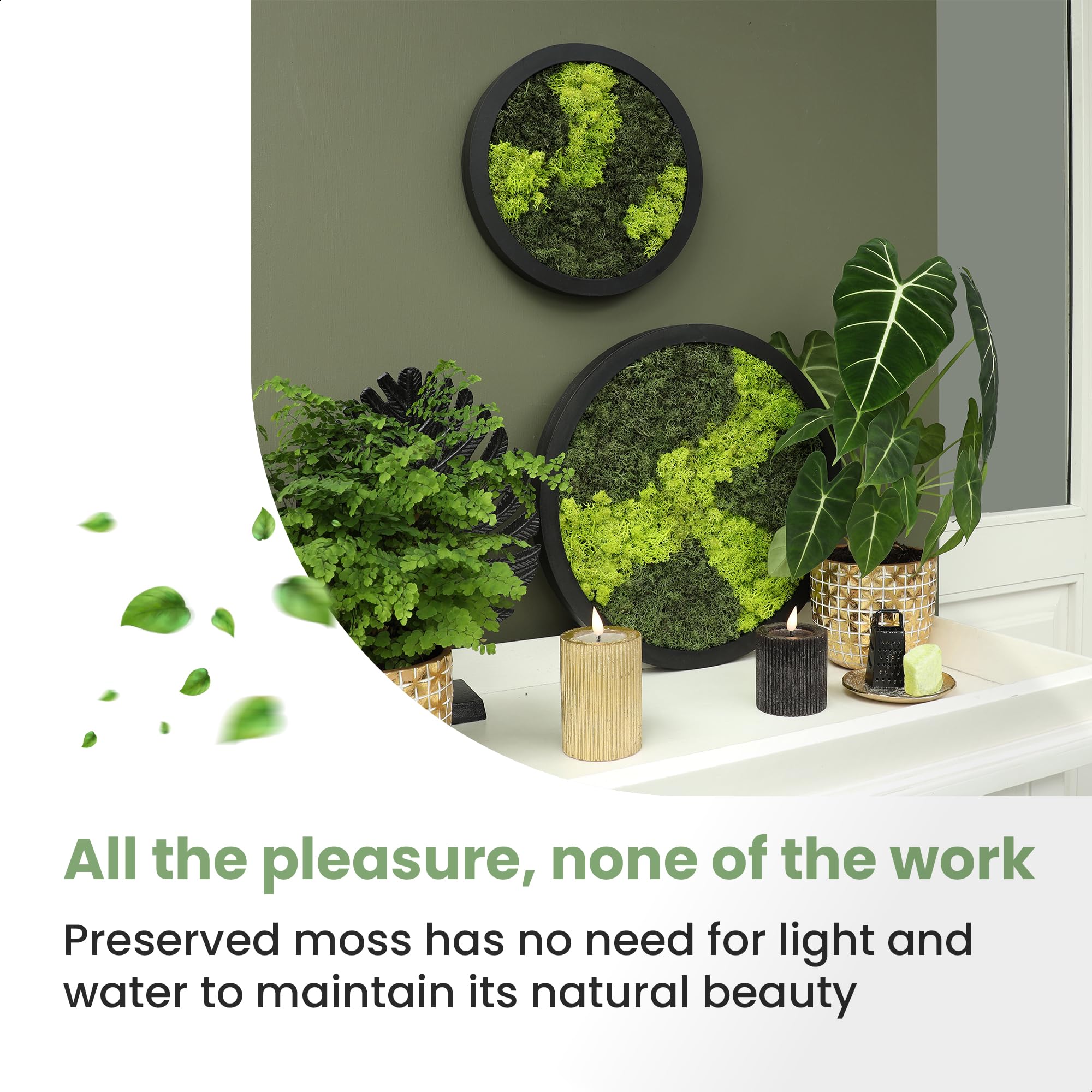 comforder Real Moss Wall Art Picture 10,6/ 27cm, Preserved Moss Wall ...