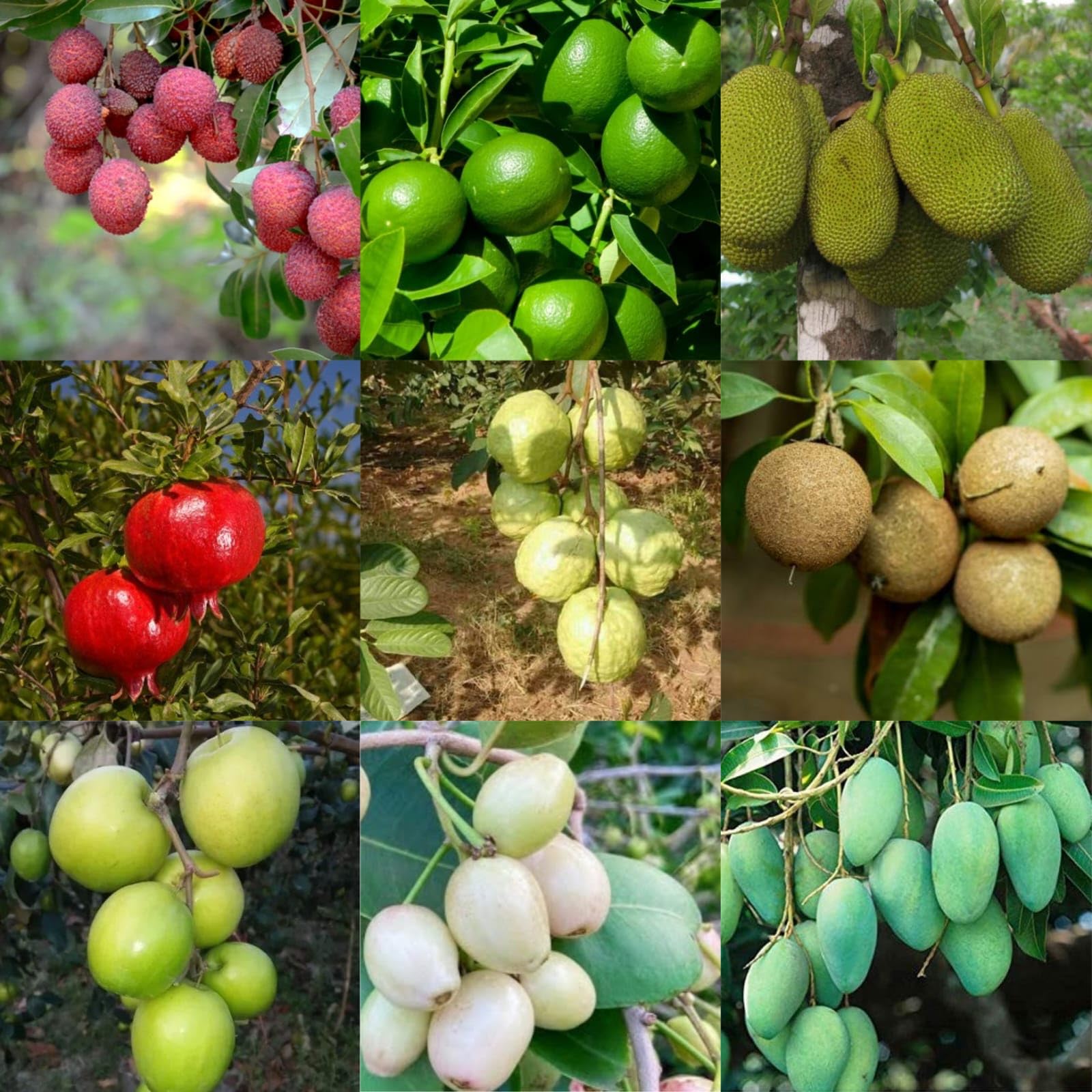 Types Of Hybrid Plants