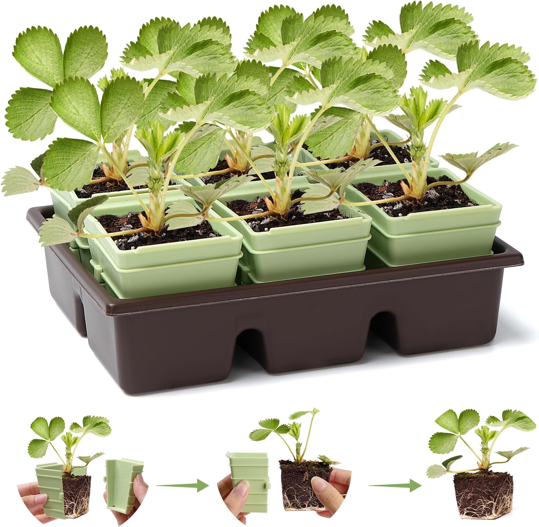 Amazon.com : Gardener's Supply Company Deep Root Success Seed Starting ...