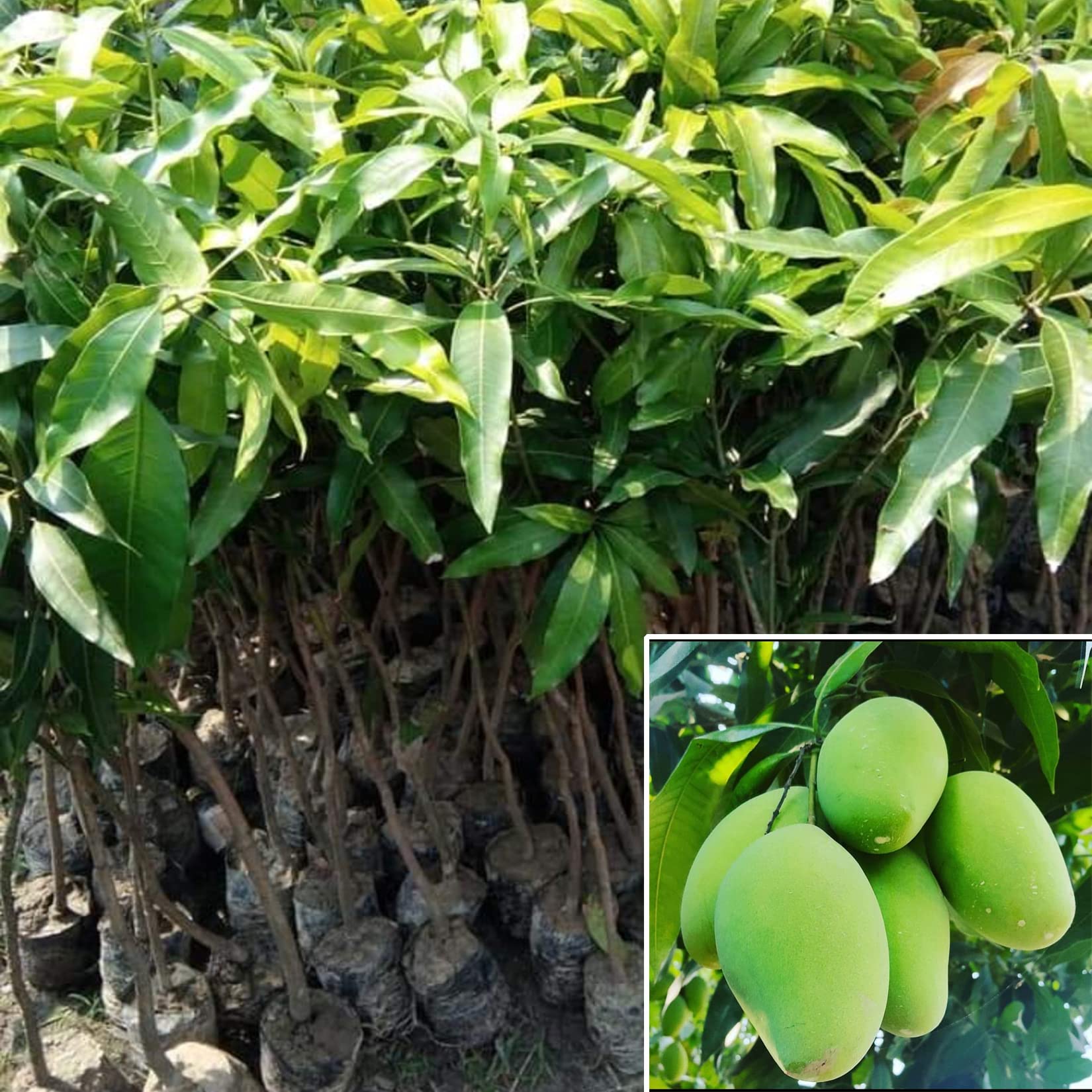 AGRO ALIVE Grafted Langra Mango Plant 1.5-3 feet height : Amazon.in ...