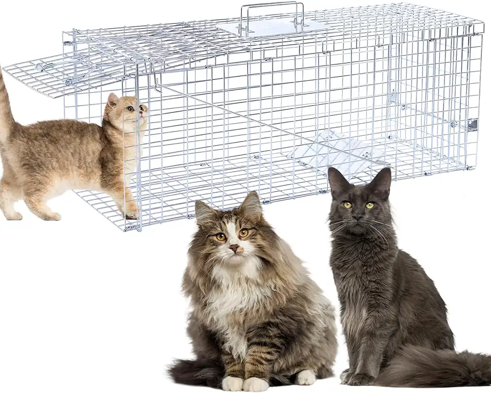 Trapping Feral Cats: Using Drop Traps For Effective Capture | PetShun