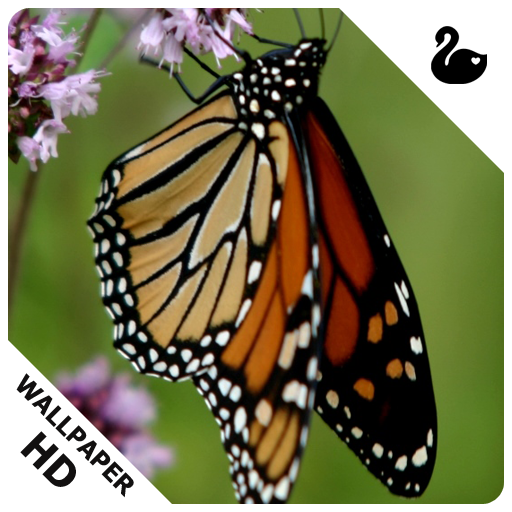 Butterfly Wallpapers - App on Amazon Appstore