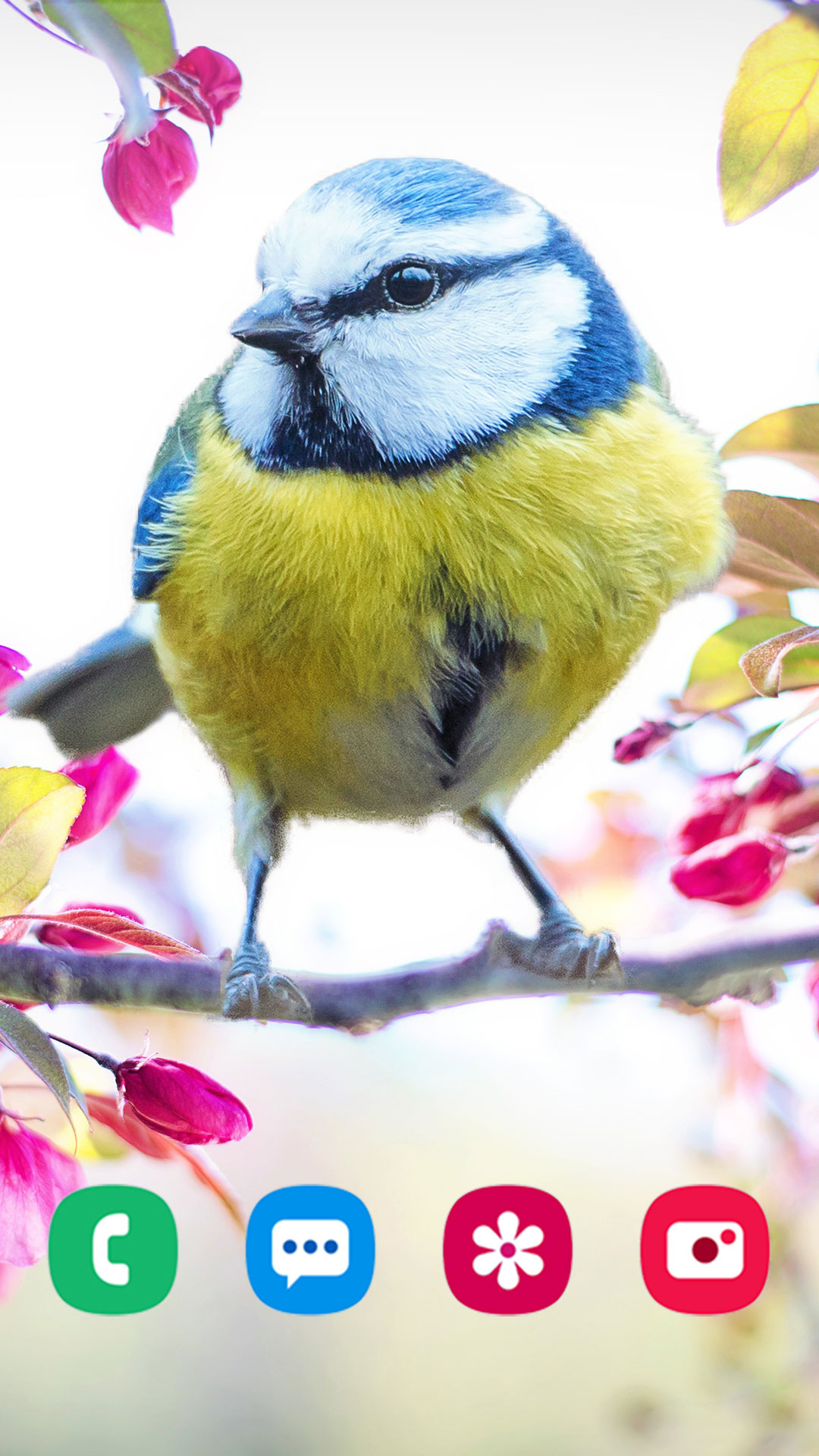 Spring Wallpapers - Application sur Amazon Appstore