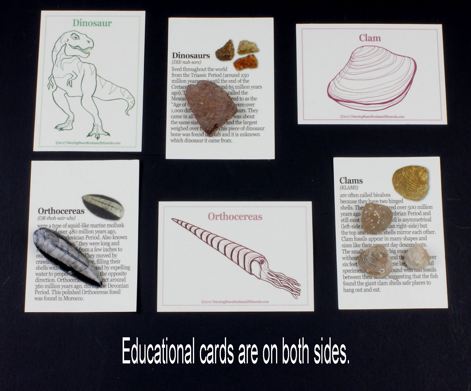 DANCING BEAR Fossil Collection Kit (12 pc): Trilobite, Dinosaur Bone ...