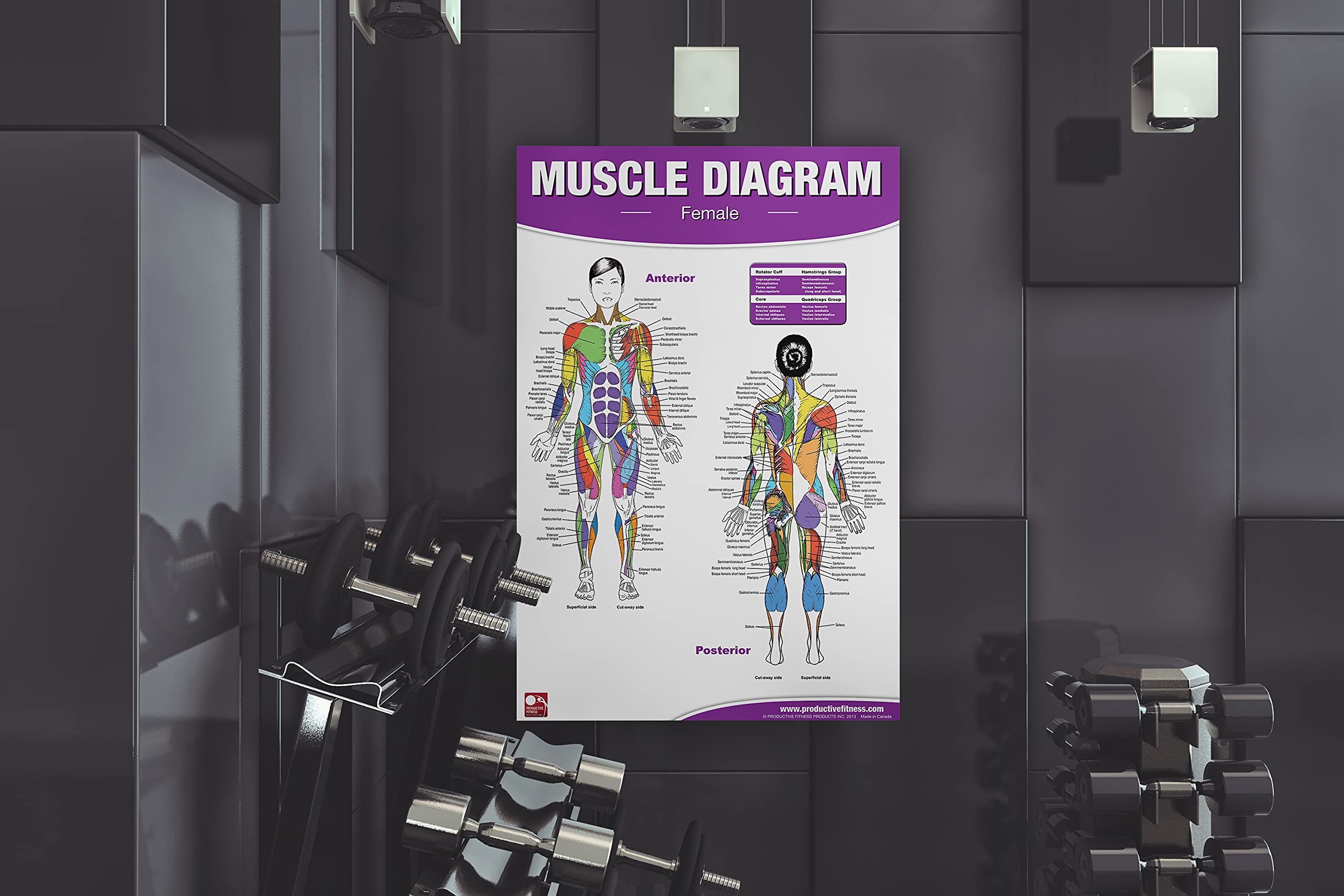 Premium Female Muscle Diagram Anterior And Posterior Muscle Chart ...