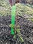 Amazon.com : Spring Blast Blue Spruce - New Growth is Bright Cream 1 ...