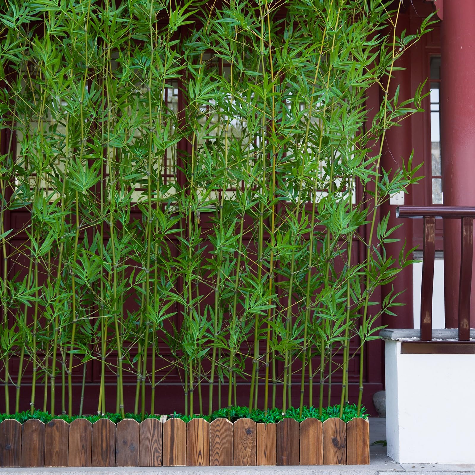 Bamboo Plants For Privacy Screen Bamboo Fargesia Murielae 'Winter