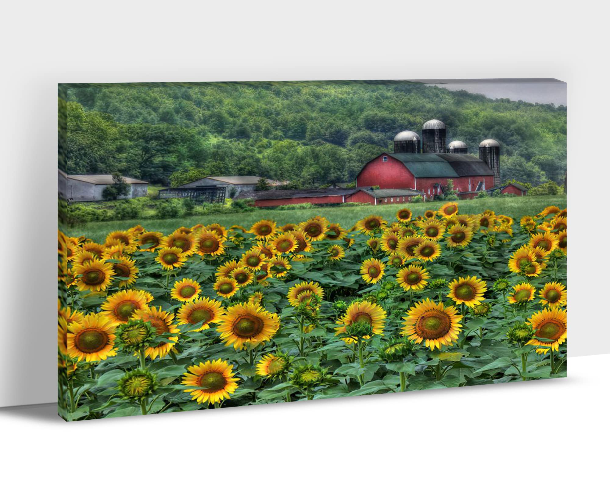 Sunflower Field With Barn