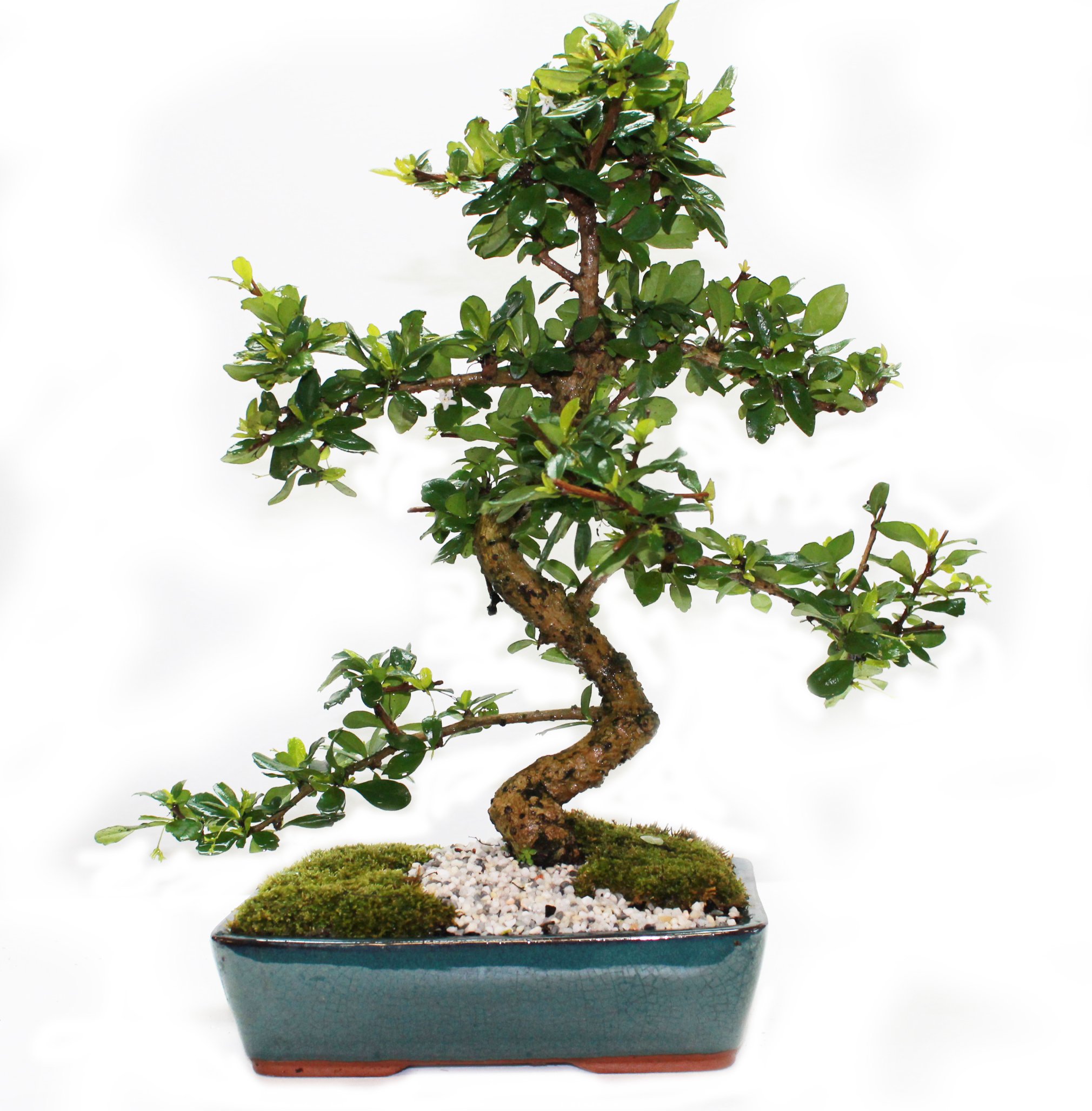 Amazon.com: Fukien Tea 10" Bonsai Tree : Grocery & Gourmet Food