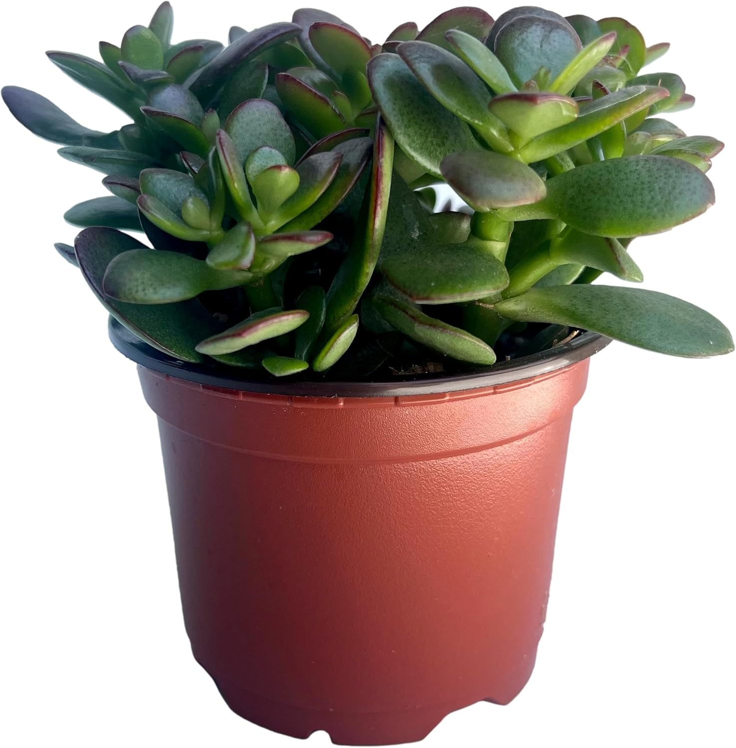 Amazon.com : Sunset Jade Plant - Crassula - Easy to Grow House Plant ...