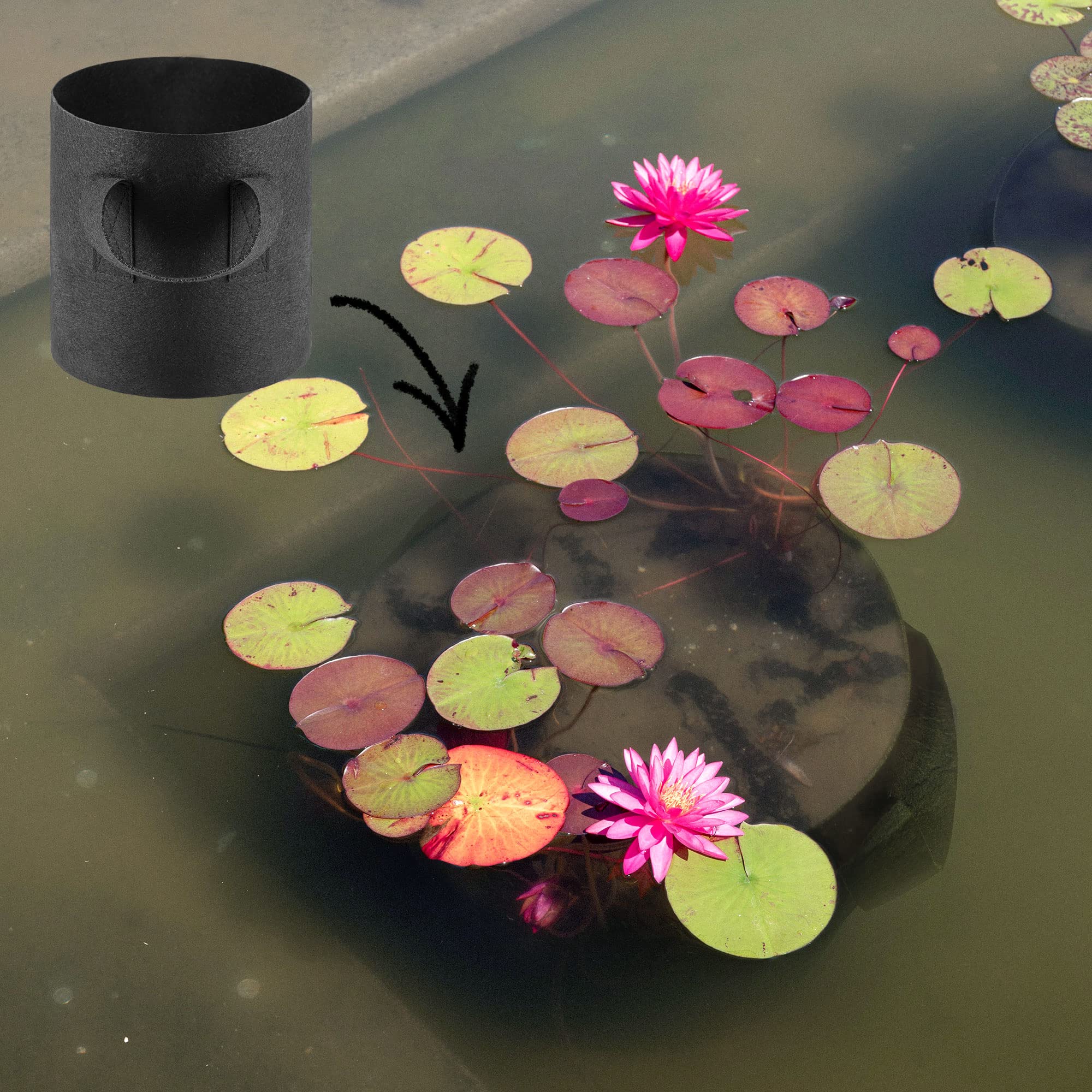 Container Water Lily Plants Pre Grown Water Lilies Kodama Koi Supply