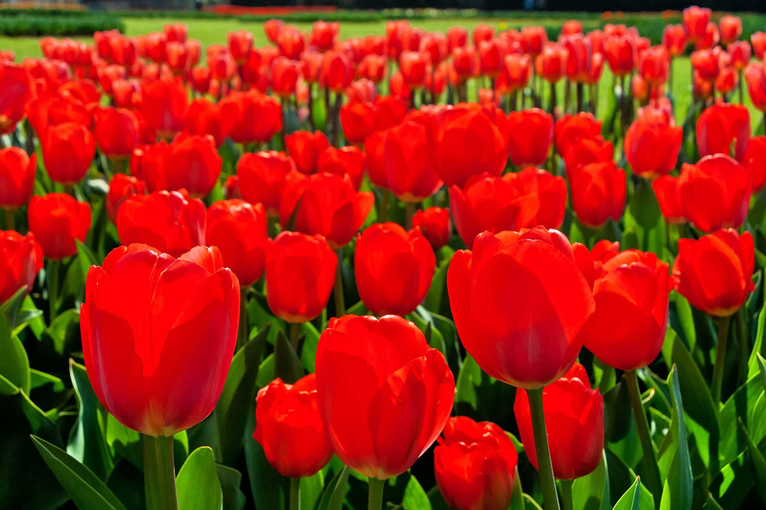 Amazon.com : Red Tulips Darwin Hybrids (25 Bulbs) - Red Van Eijk Tulip ...