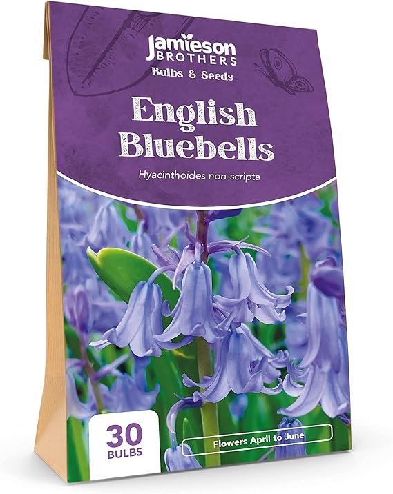 English Bluebell Bulbs 30 Bulb Pack, Quality True English Bluebells ...