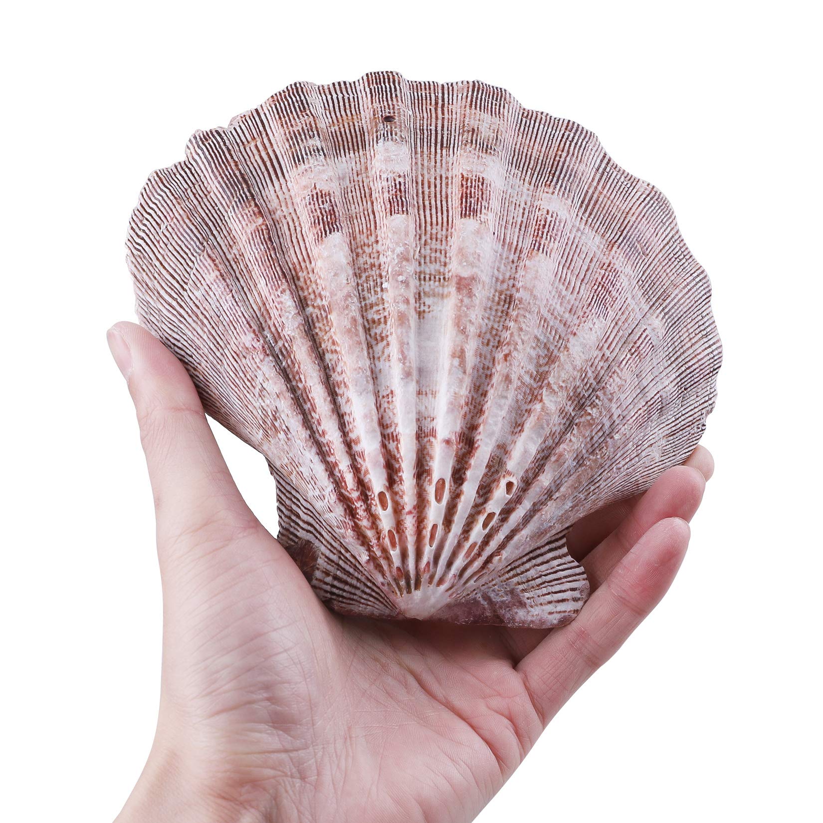 Snapklik.com : 2 PCS 5.5" Large Great Scallop Shells Brown Lions Paw ...