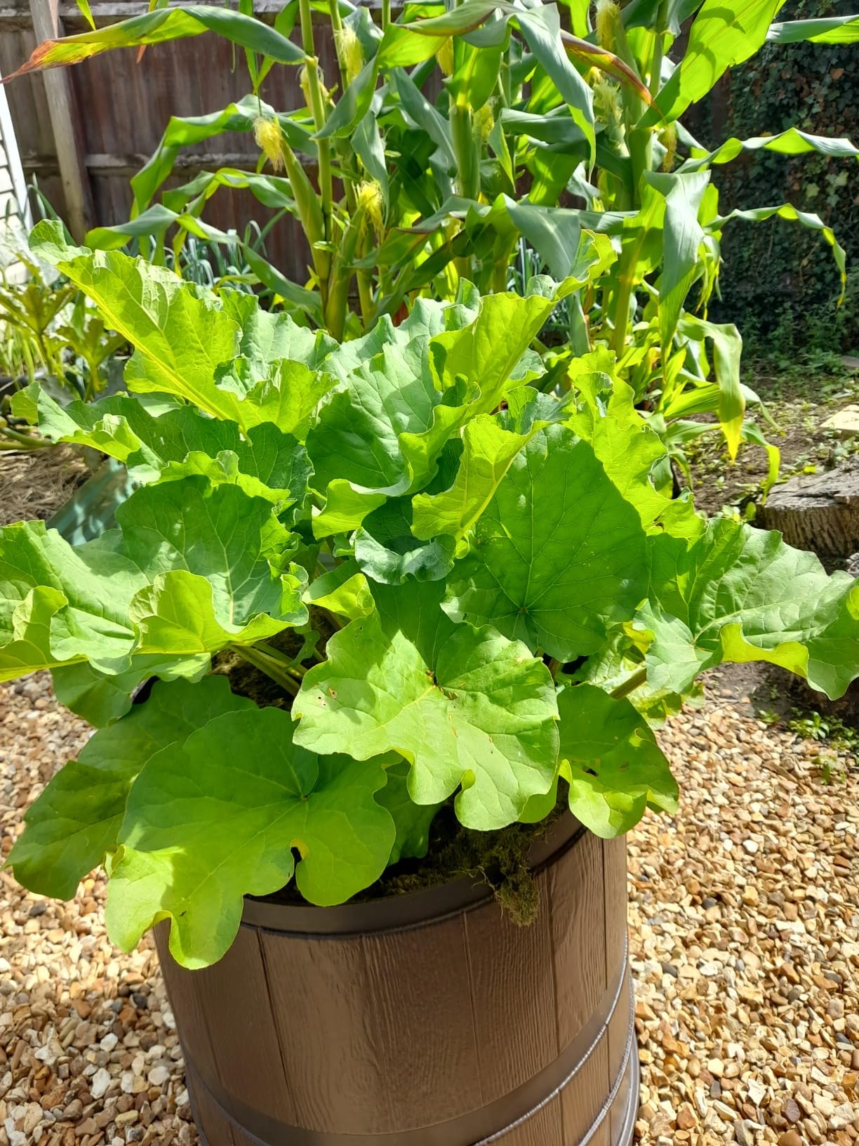 Rhubarb Timperley Early | Vegetable Crowns Grow Your Own | Ready to ...