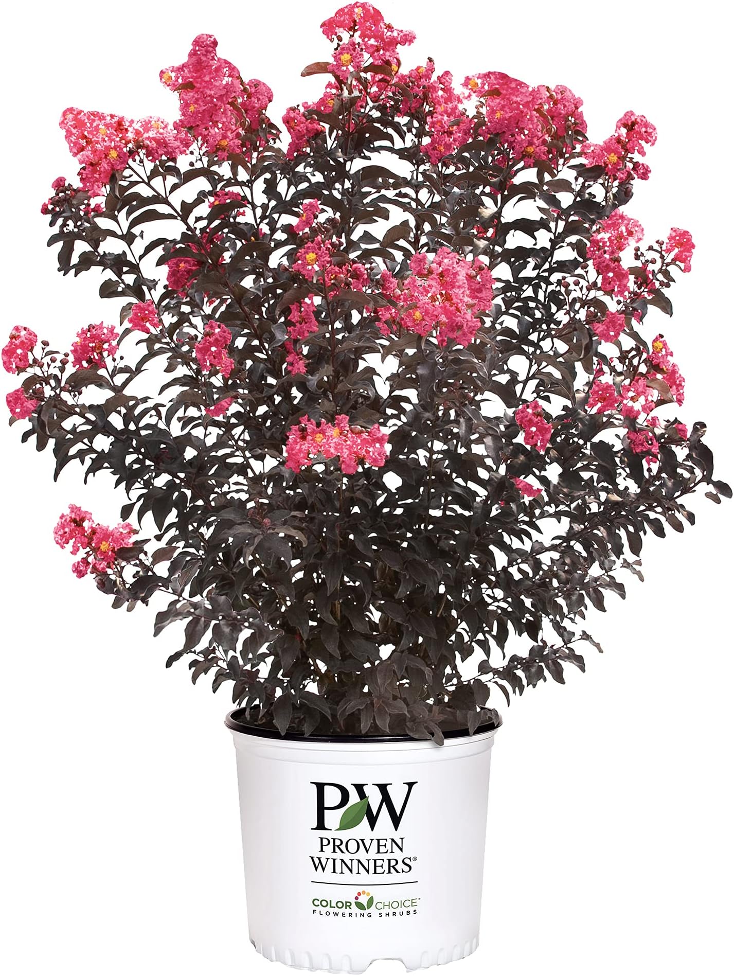 Amazon.com : 4 Pack - Miniature Pokomoke Pink Flowering Crape Myrtle ...