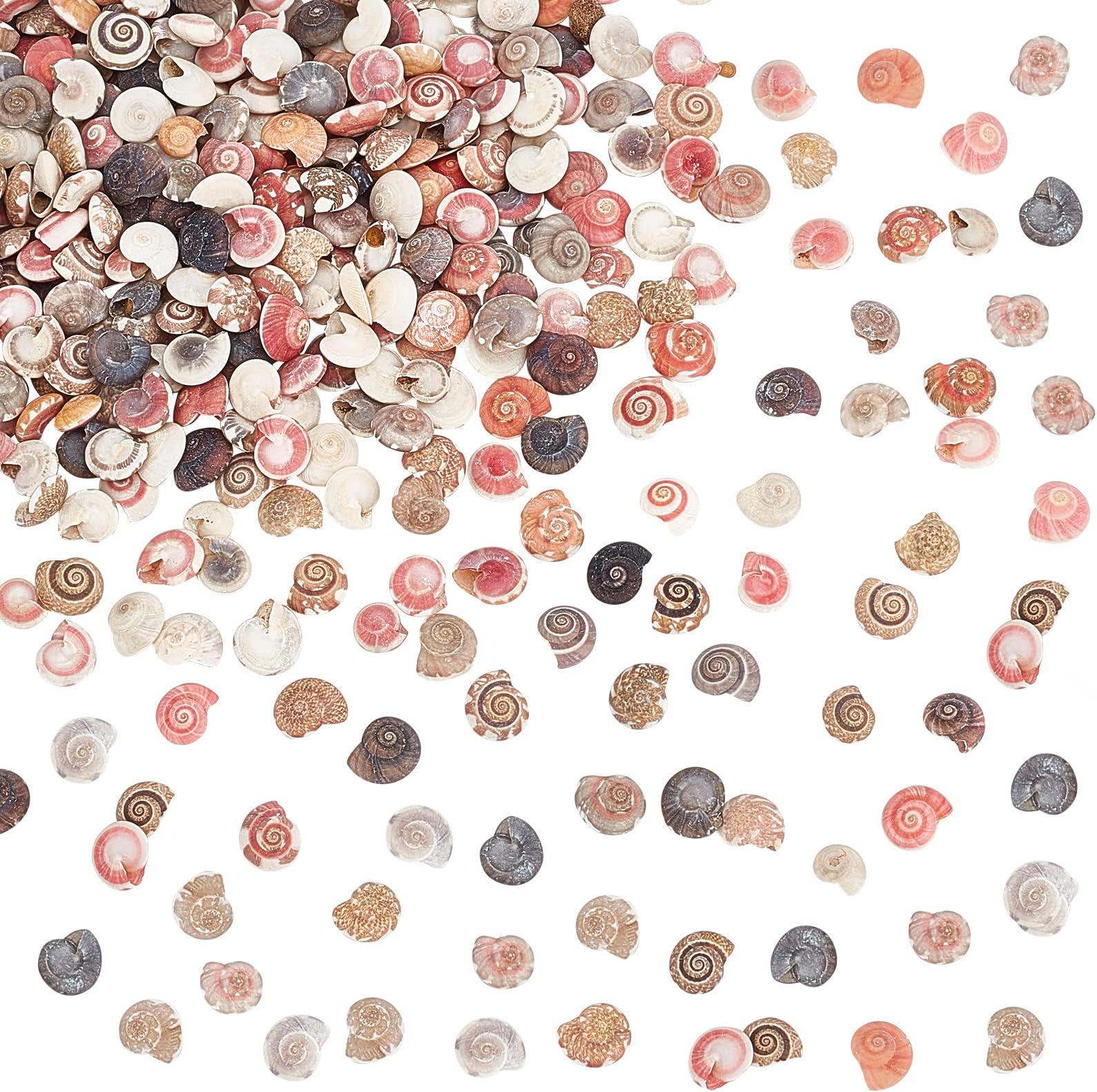Amazon.com: PEPPERLONELY Extra Tiny Mix Sea Shells, Very Small & Clean ...