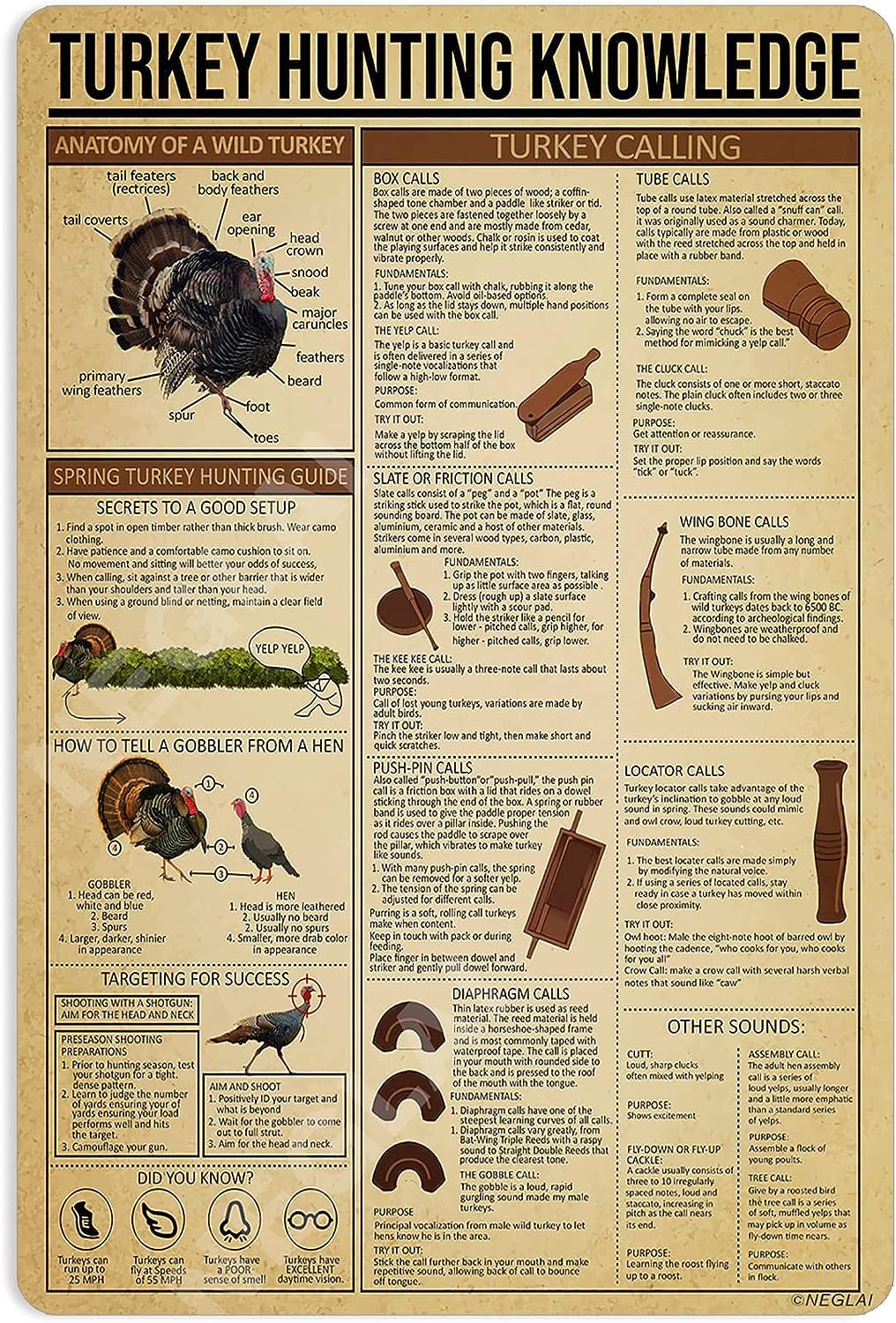 Turkey Head Anatomy