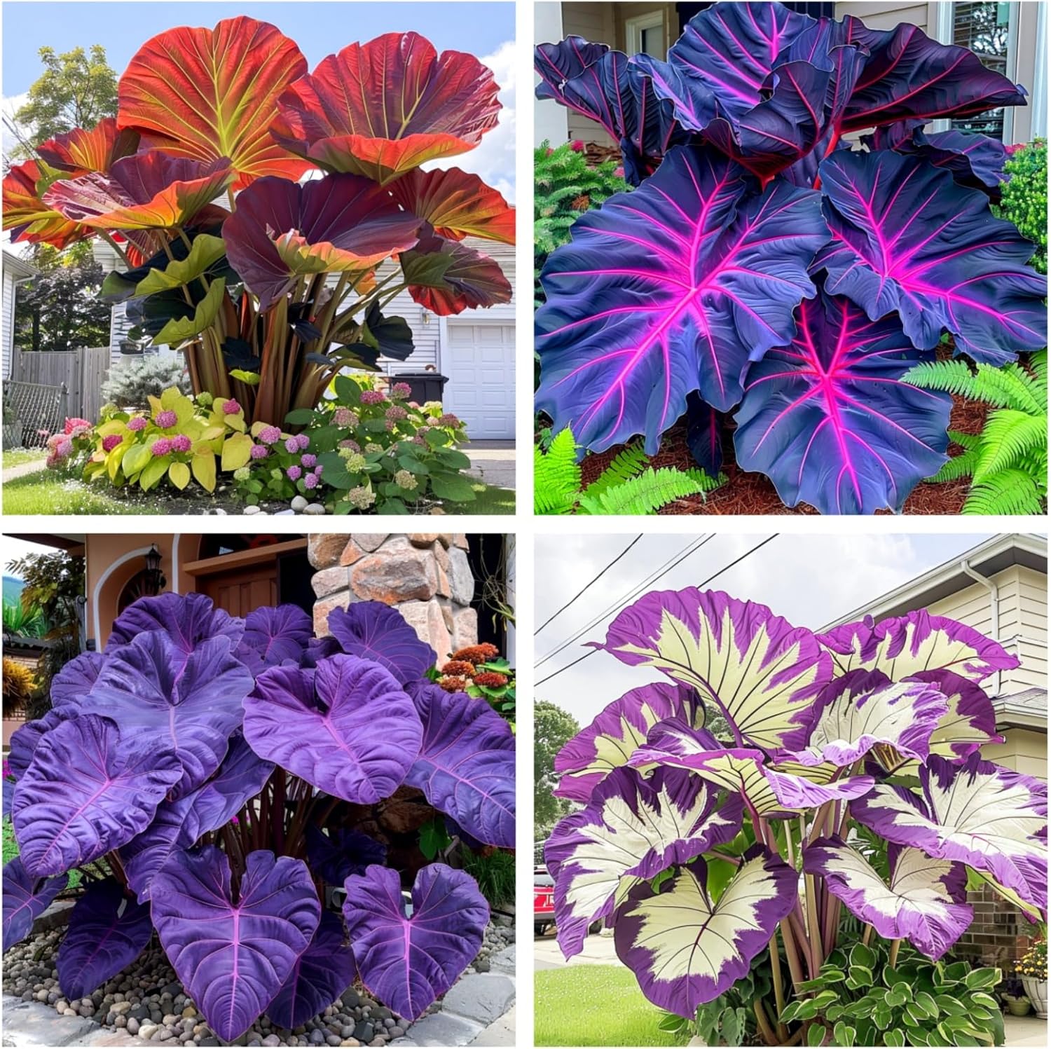 Elephant Ears Bulbs Giant,Elephant Ear Plant Live-Potted/Plants/Rhizome ...