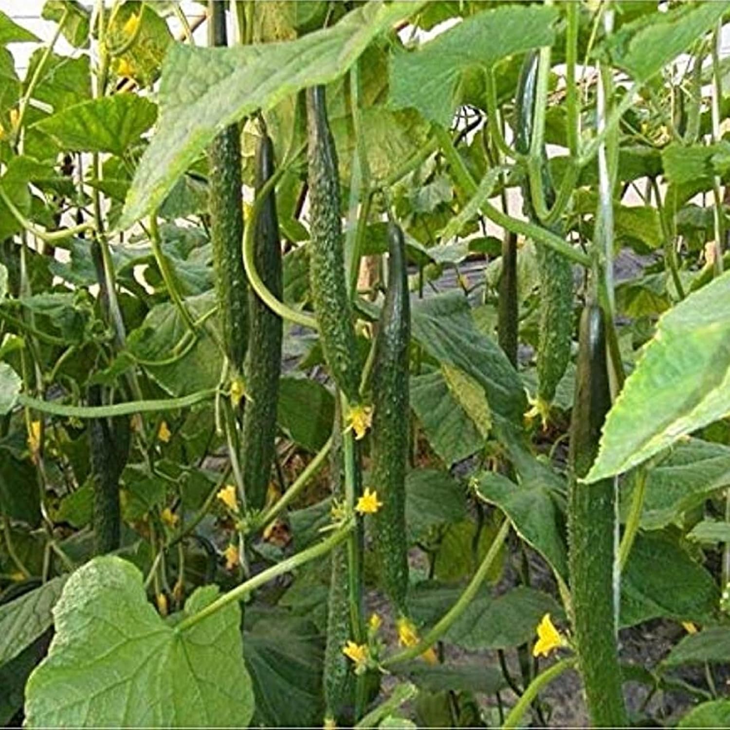 Amazon.com : CHUXAY GARDEN Jade Cucumber Seed 500 Seeds Edible Green ...