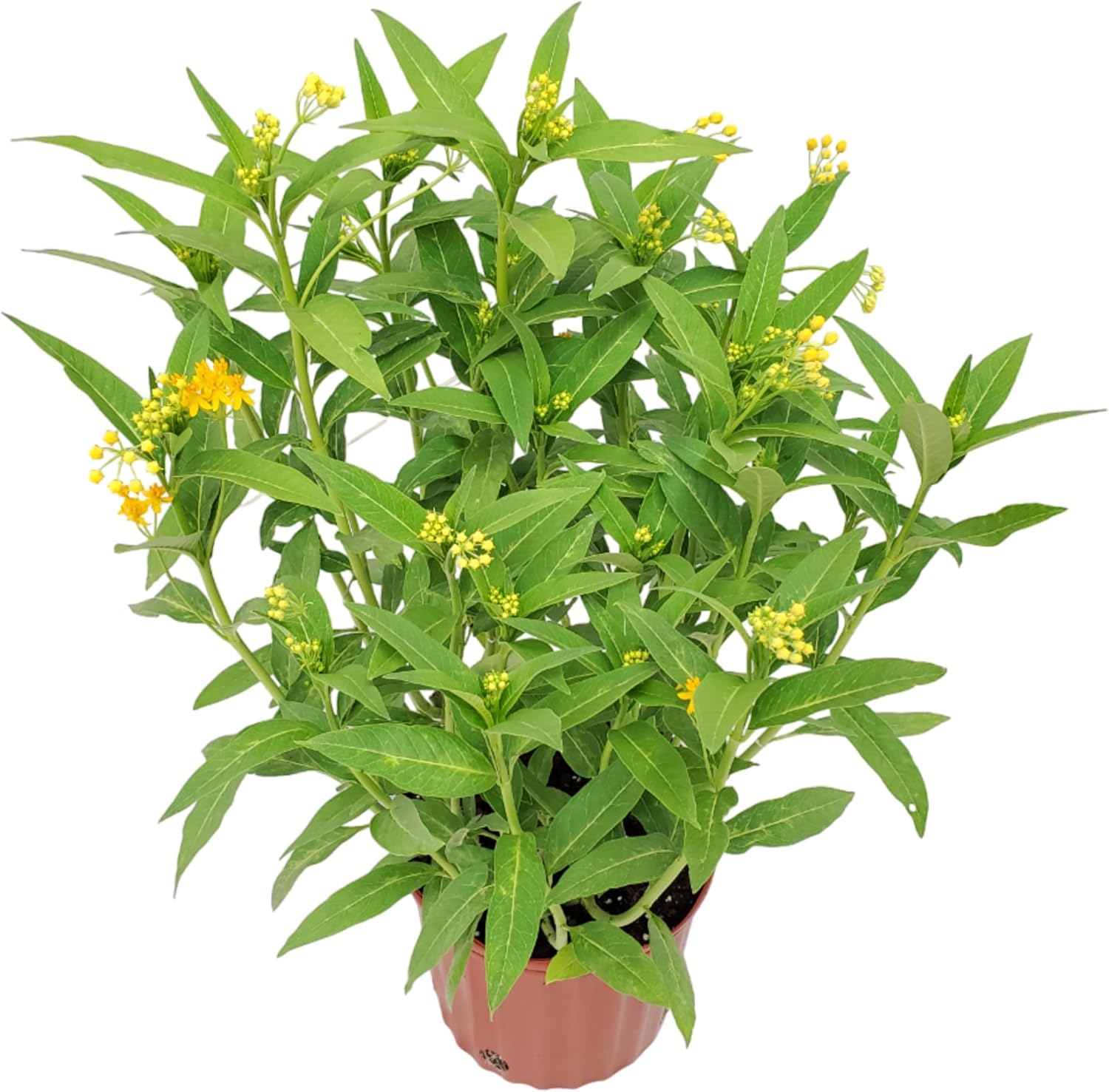 Amazon.com : Live Yellow Milkweed Plant (Asclepias Tuberosa) – 3 Gallon ...