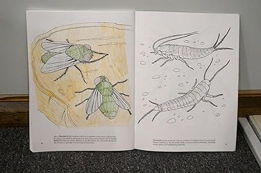 Insects Coloring Book (Dover Animal Coloring Books): Sovak, Jan ...