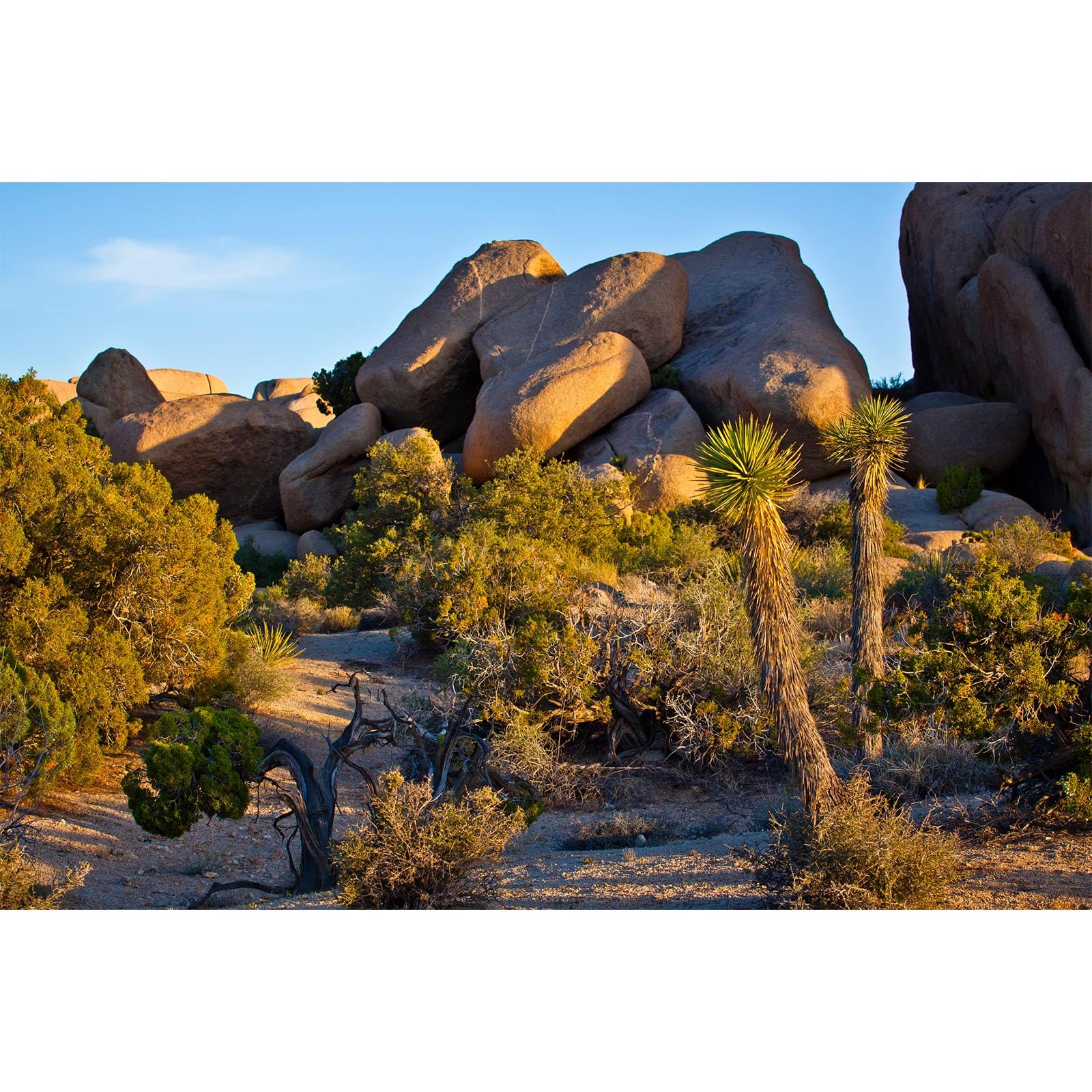 Snapklik.com : Rock Mountain Reptile Tank Background Tropical Joshua ...