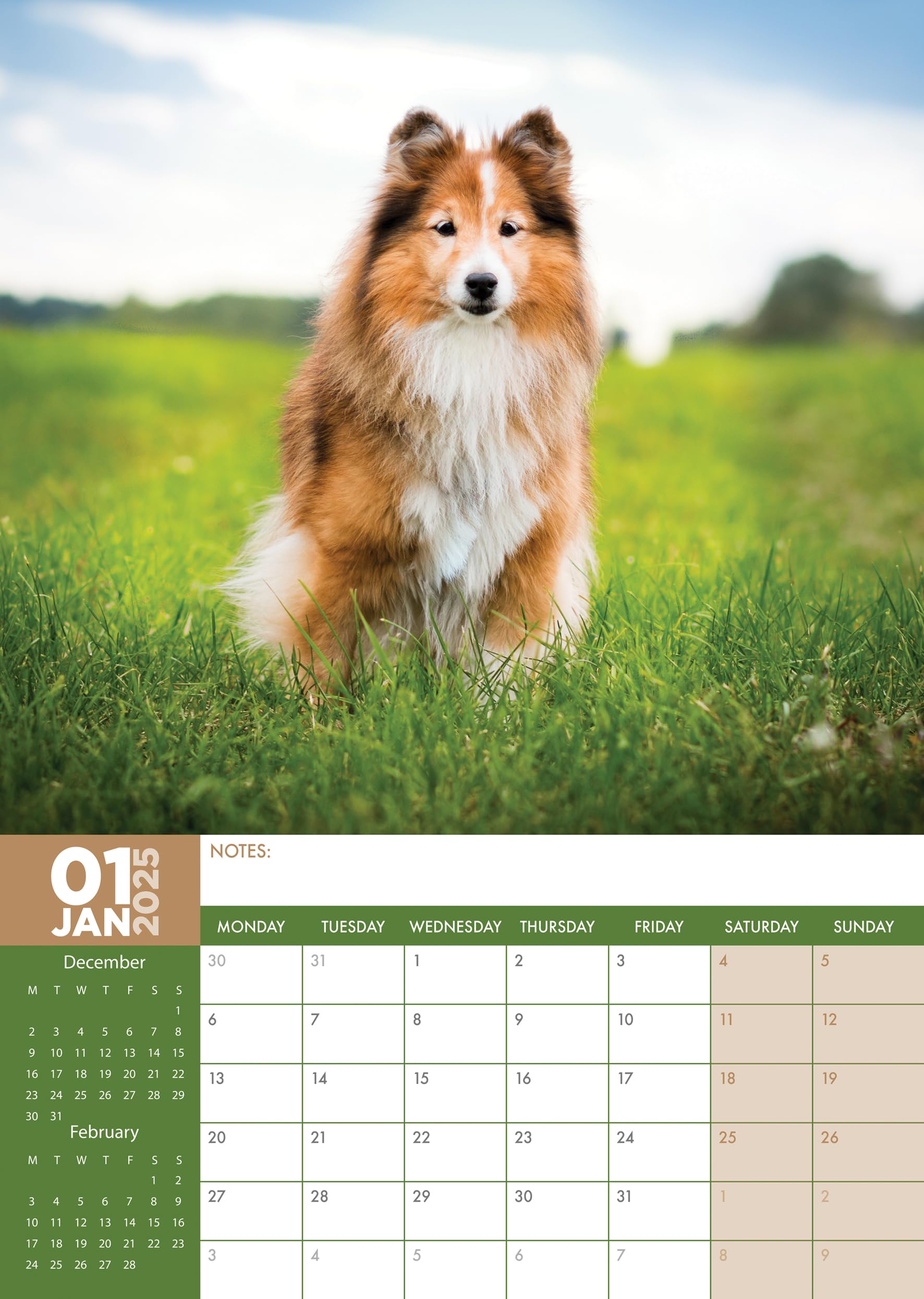 Shetland Sheepdog 2025 – A3 Size Wirobound Calendar - BigaMart