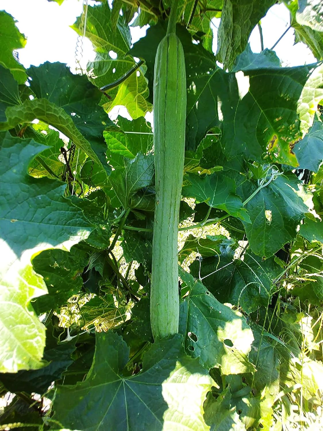Amazon.com : 8 Pcs Luffa Gourd Seeds for Edible Asian Vegetable and ...