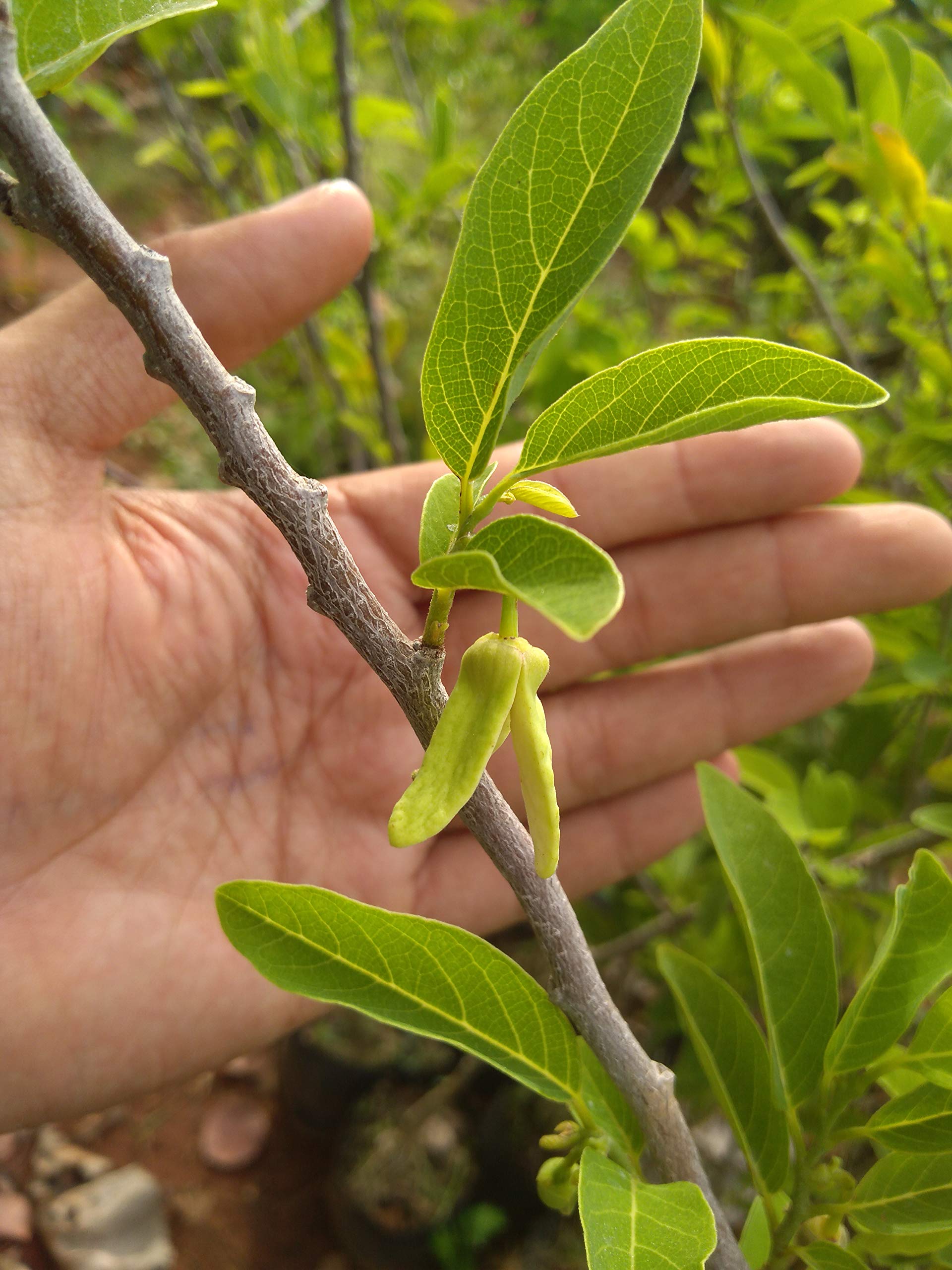 Shajahan Nursery Garden Custer Apple Grafted Live Plant Seethapalam ...