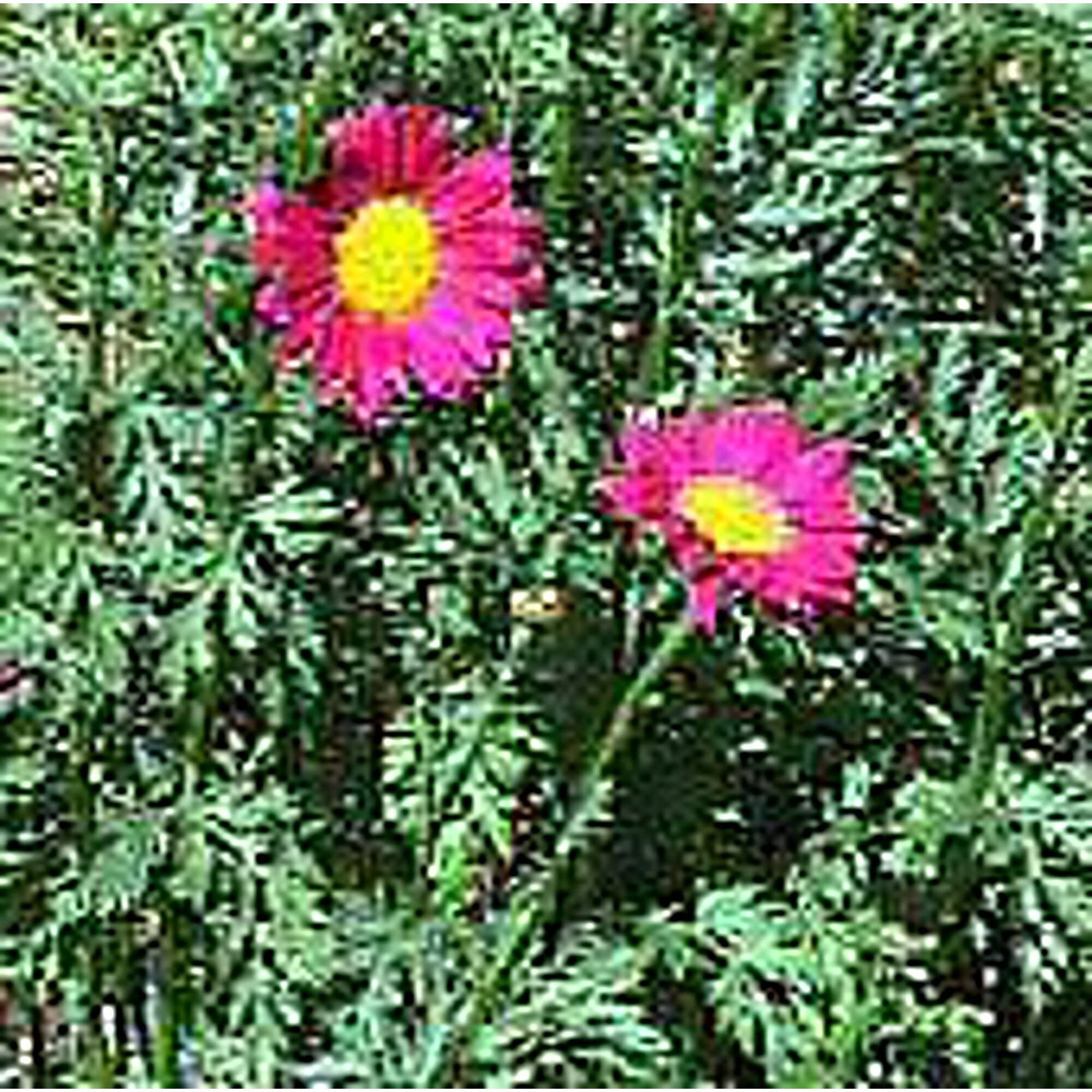 Amazon.com : Pyrethrum (Painted Daisy) Seeds (20+ Seeds) | Non GMO ...